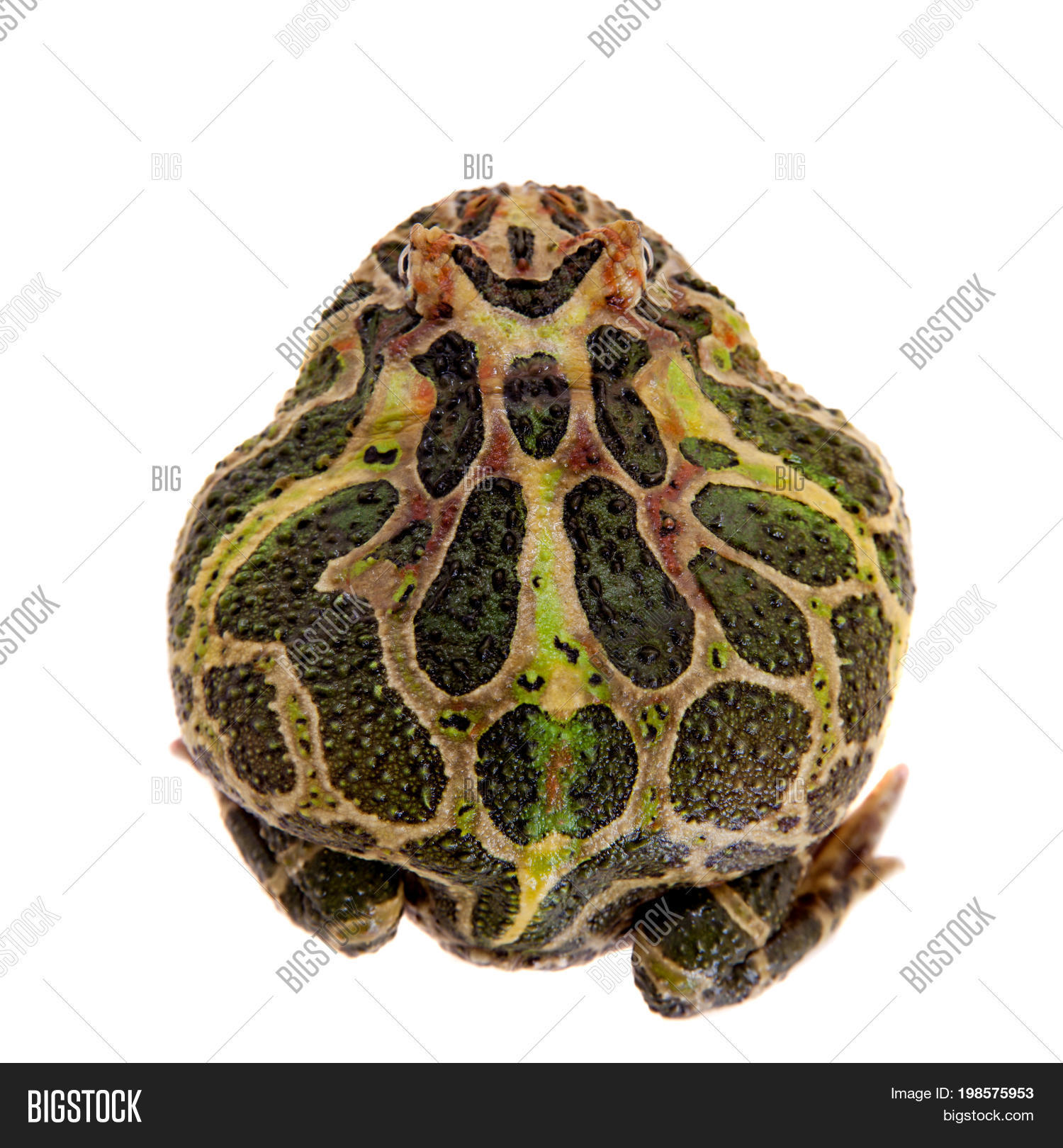 Cranwell's Horned Frog Image & Photo (Free Trial) | Bigstock