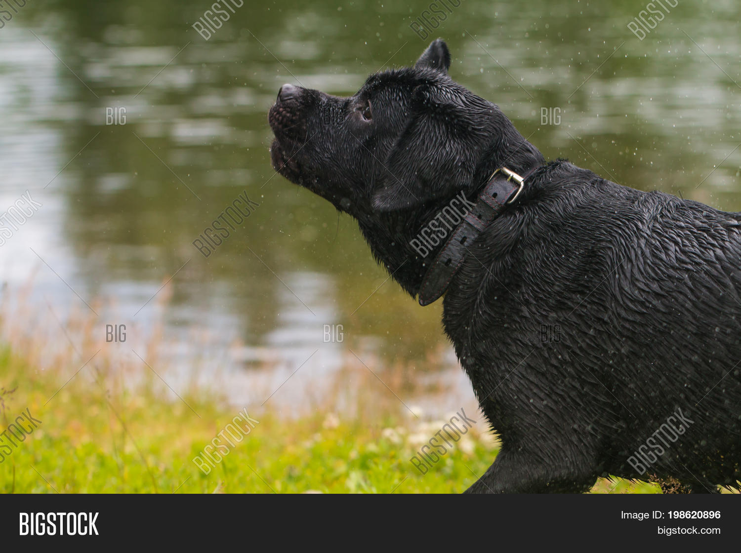 Big Black Dog Labrador Image & Photo (Free Trial) | Bigstock