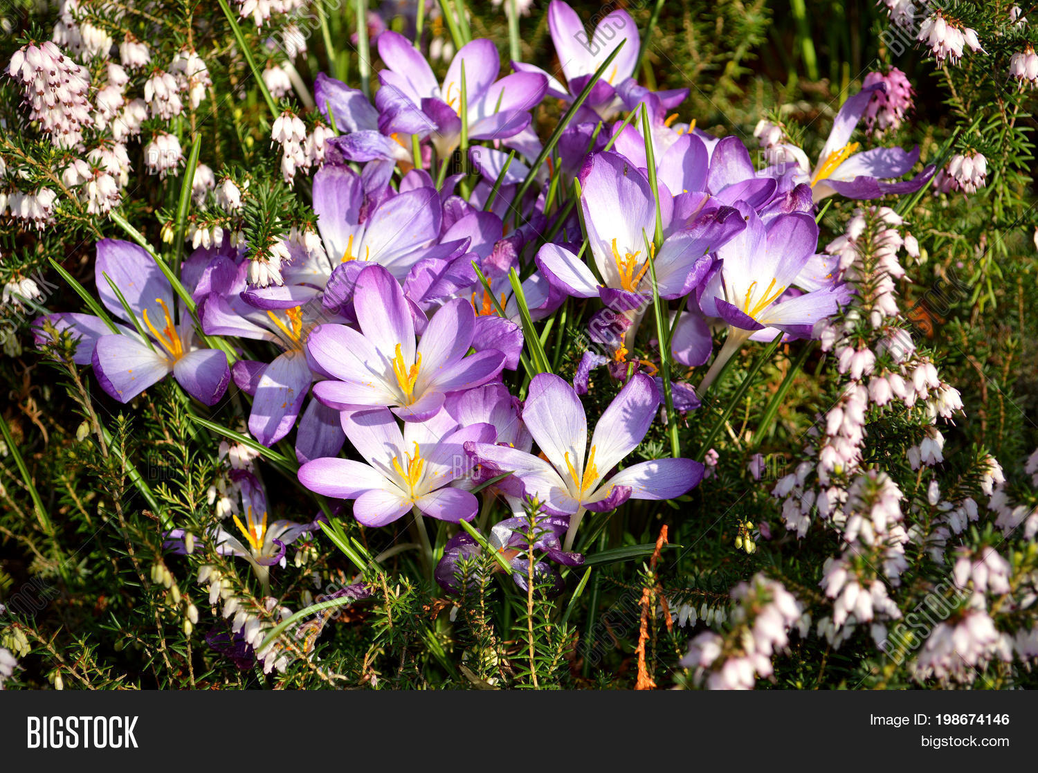 Crocus Vernus 'Grand Image & Photo (Free Trial) | Bigstock