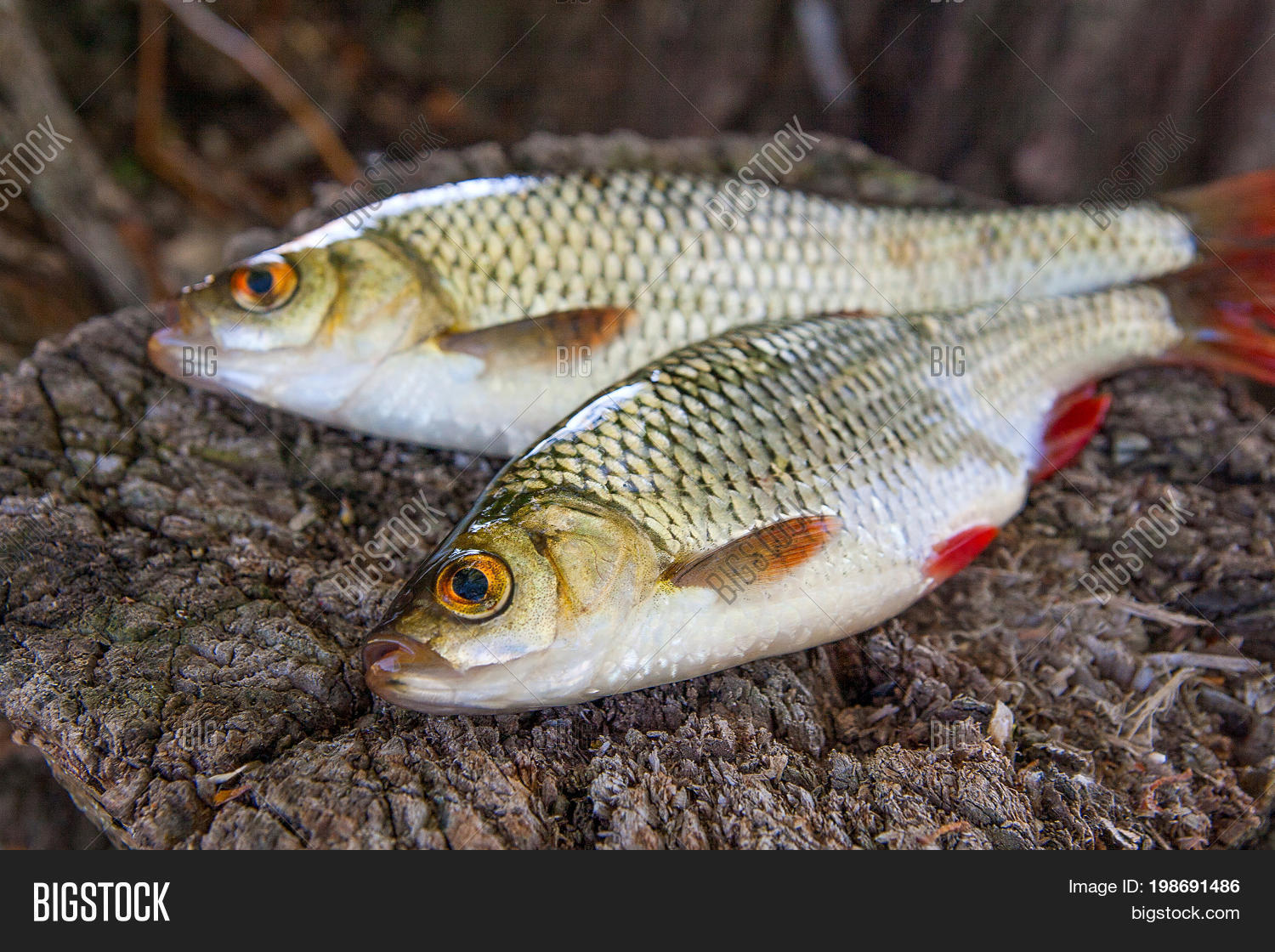 View Two Common Rudd Image & Photo (Free Trial) | Bigstock