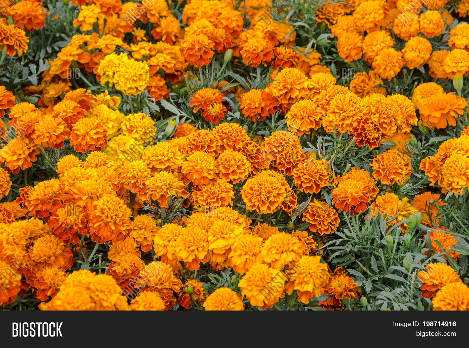 Cempasuchil Flower. Image & Photo (Free Trial) | Bigstock