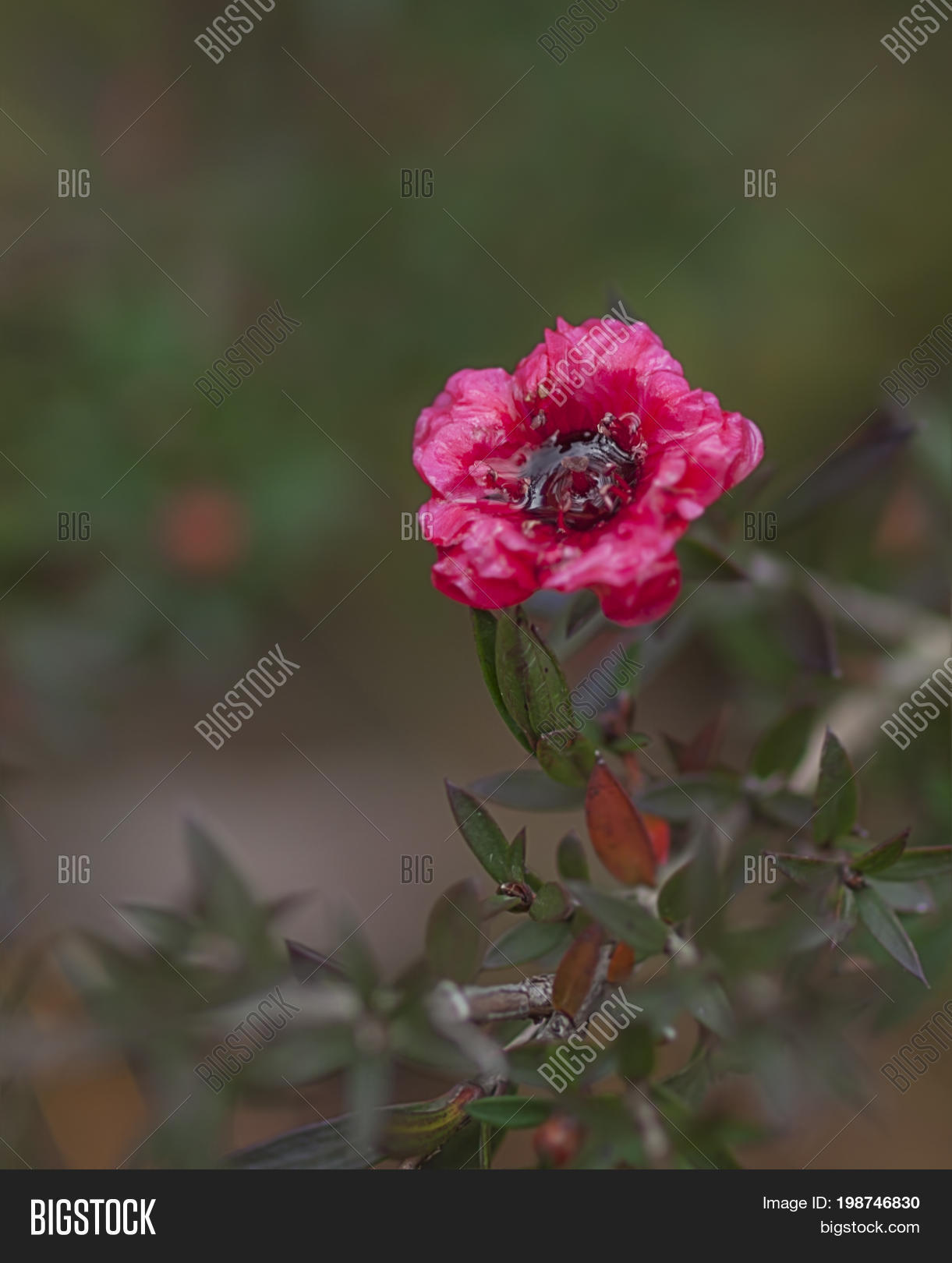 Ruby Red Flower Image & Photo (Free Trial) | Bigstock