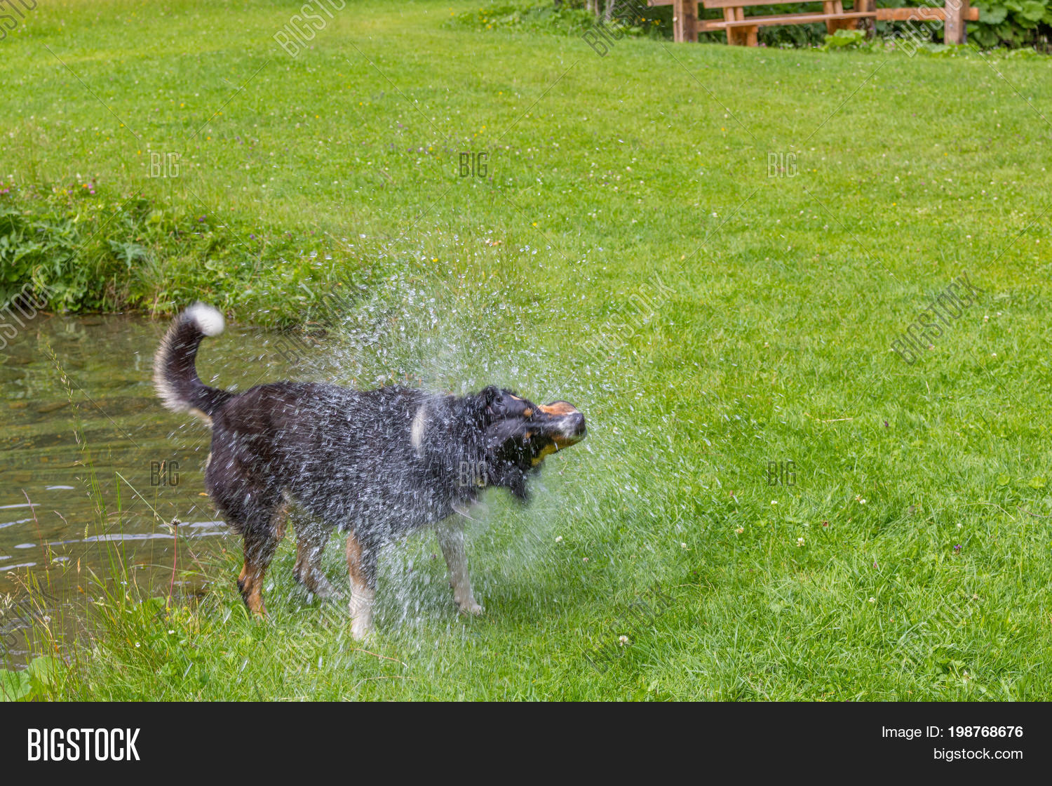 Dog Shaking Off Water Image & Photo (Free Trial) | Bigstock