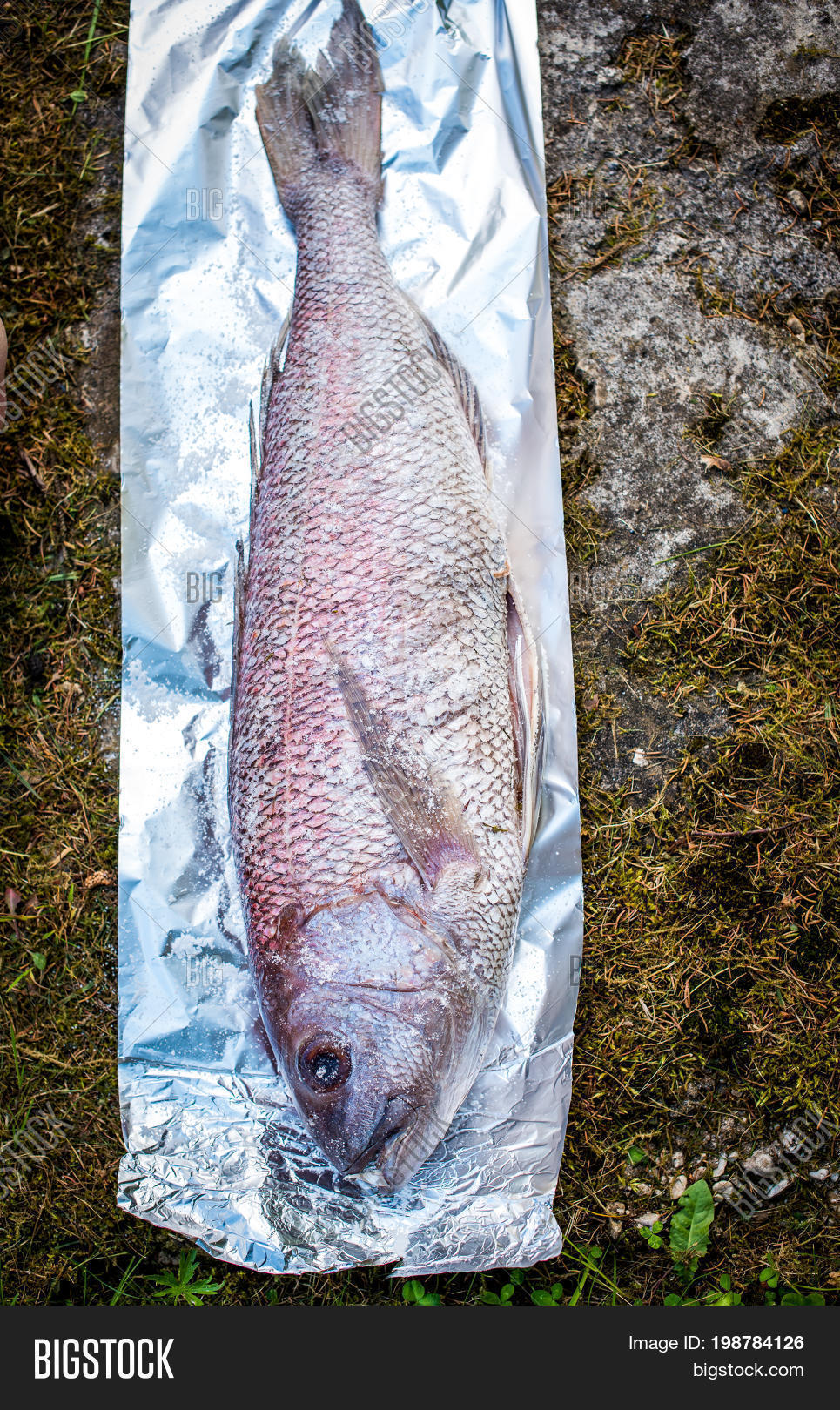 Preparing Big Dentex Image & Photo (Free Trial) | Bigstock