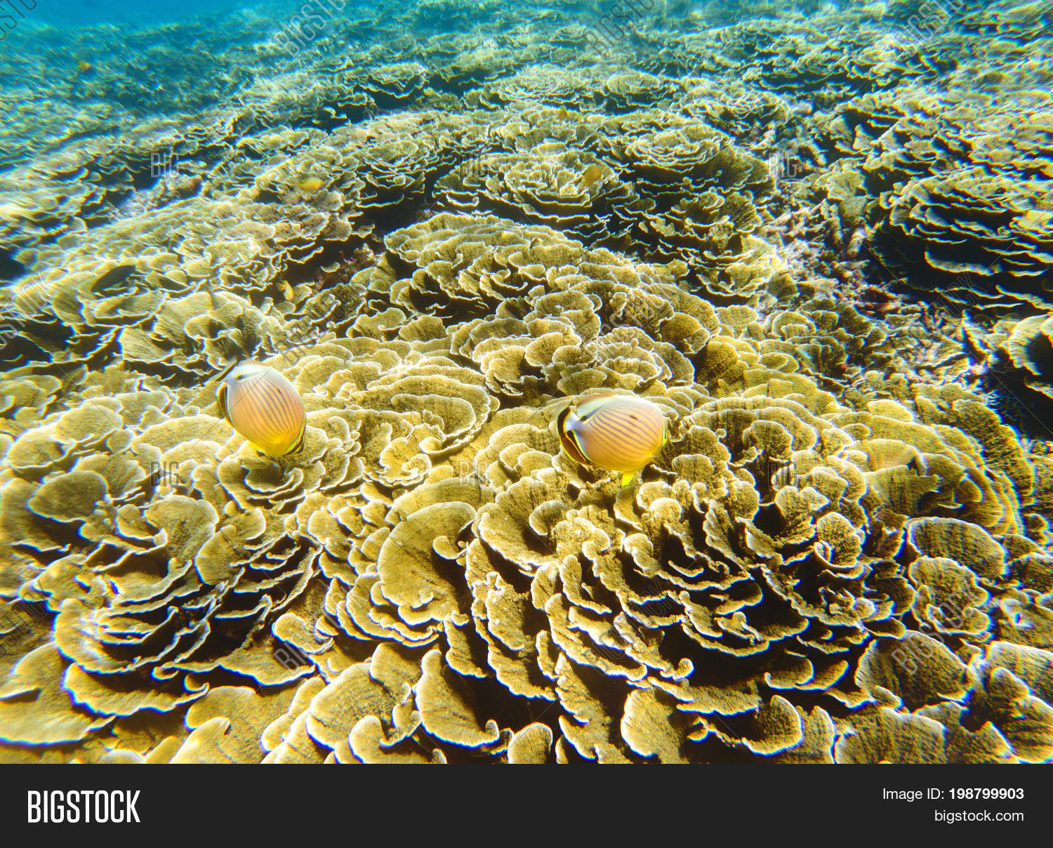 Undersea Landscape. Image & Photo (Free Trial) | Bigstock