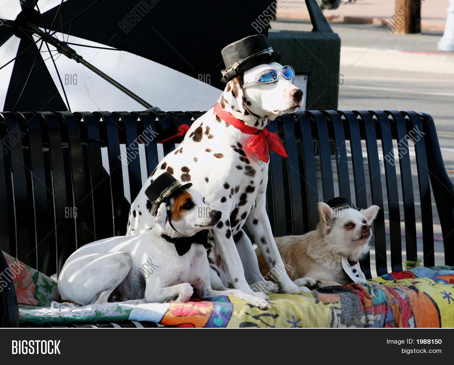 Funny Circus Dogs Image & Photo (Free Trial) | Bigstock