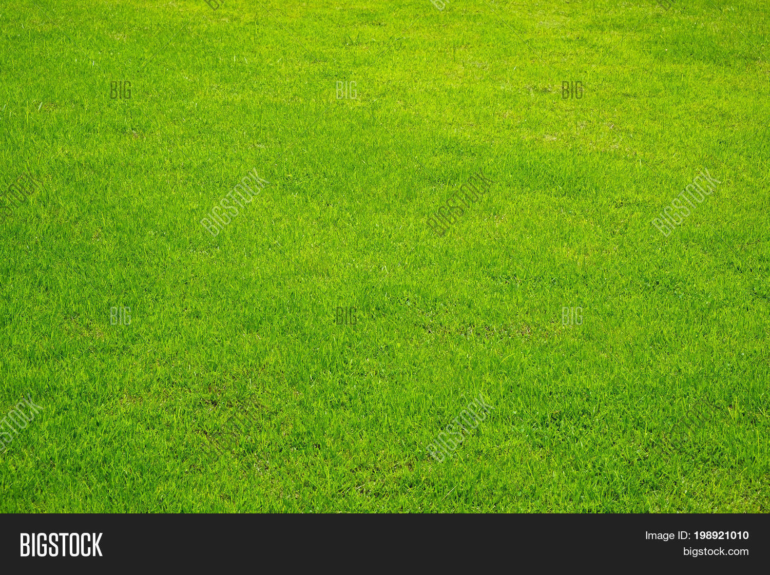 Green Grass Background Image & Photo (Free Trial) | Bigstock
