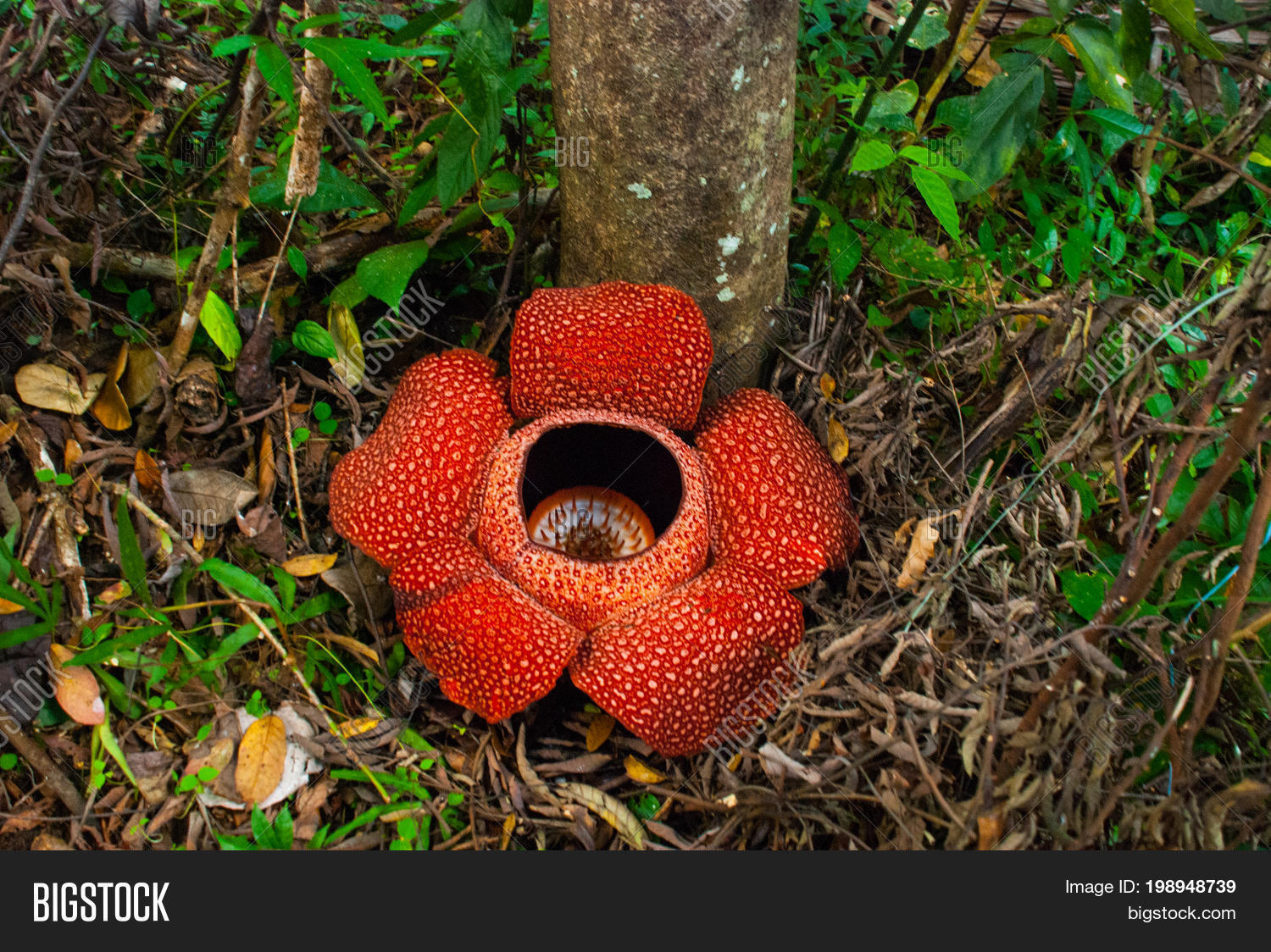Rafflesia, Biggest Image & Photo (Free Trial) | Bigstock