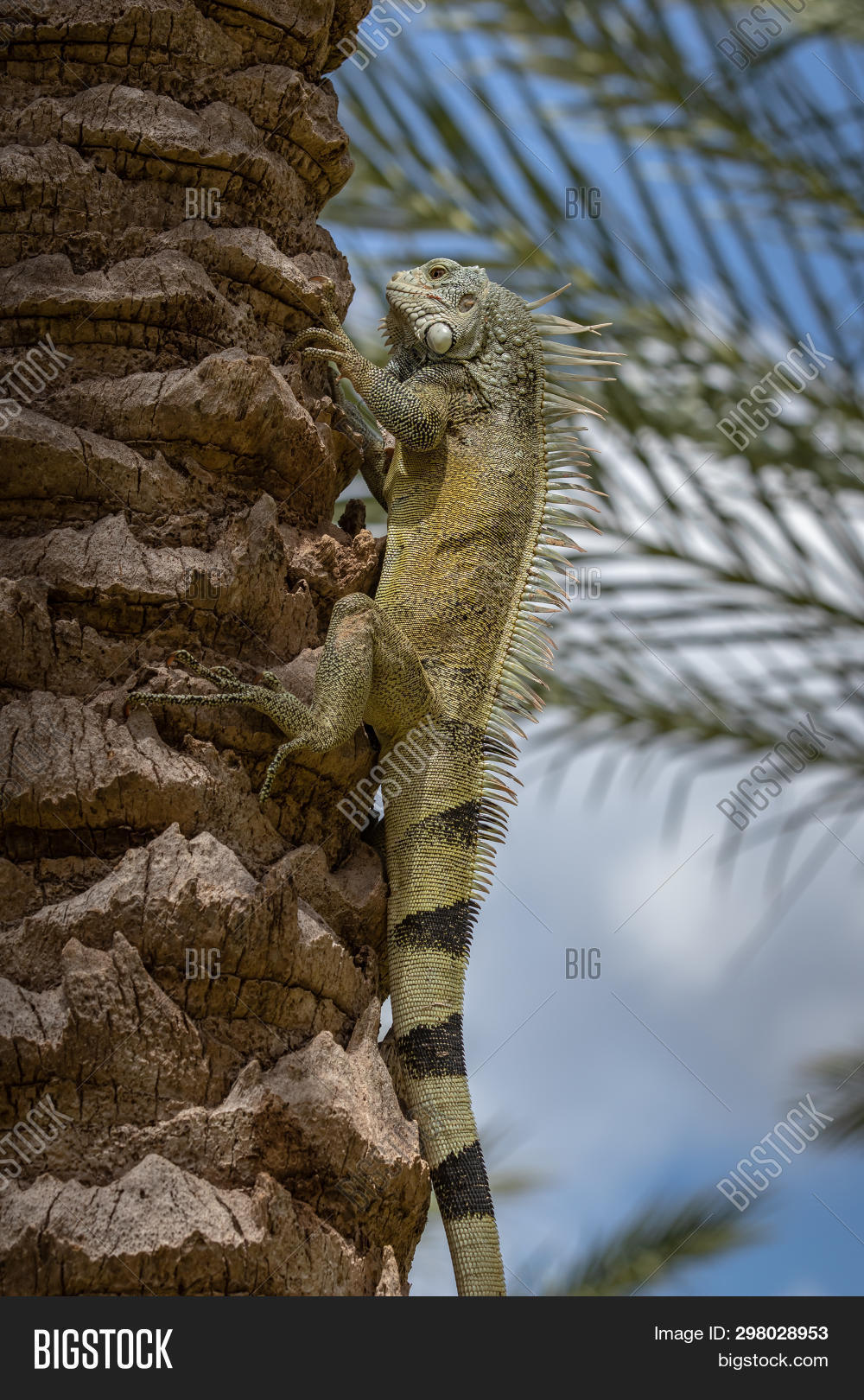 Green Iguana Climbing Image & Photo (Free Trial) | Bigstock