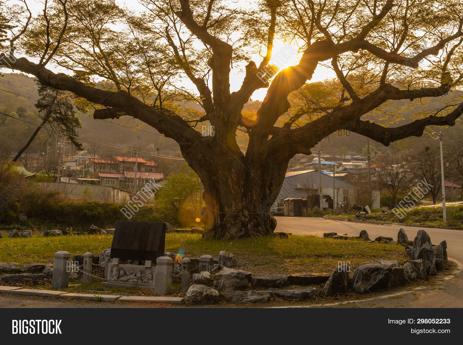 Large Tree Rural Image & Photo (Free Trial) | Bigstock
