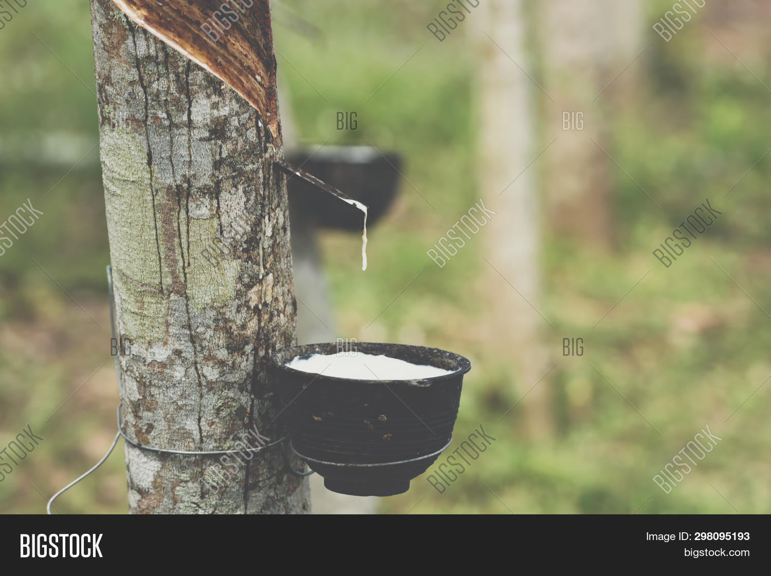 Rubber Tree Natural Image & Photo (Free Trial) | Bigstock