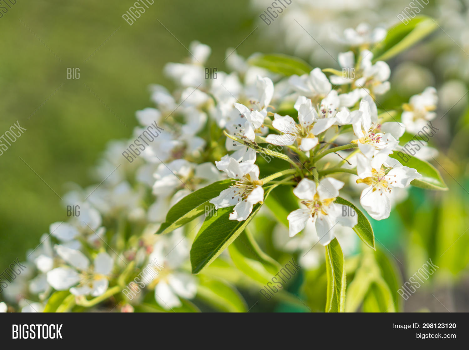 Pear Tree Blossom Image & Photo (Free Trial) | Bigstock