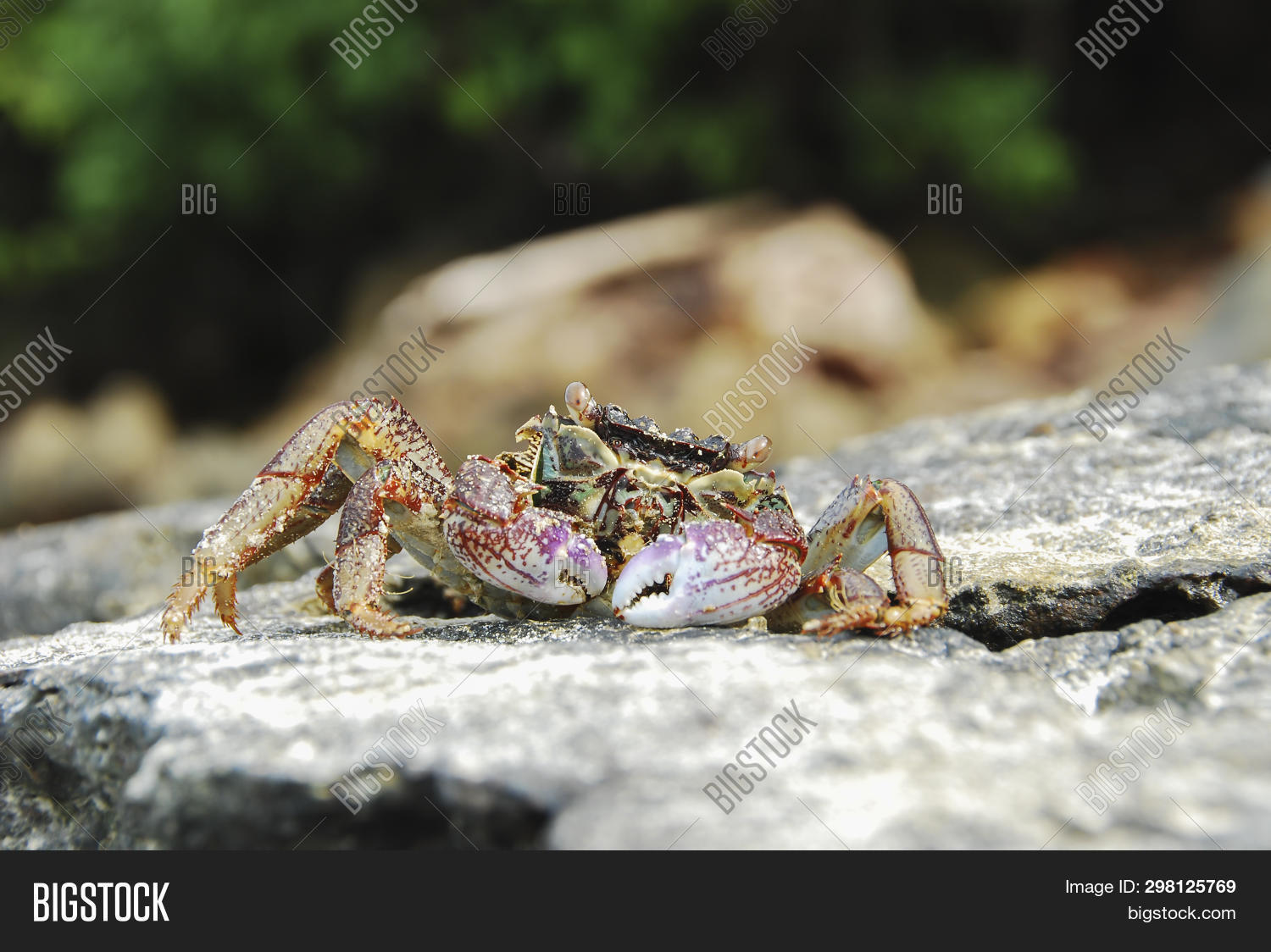Colorful Crab Decapods Image & Photo (Free Trial) | Bigstock