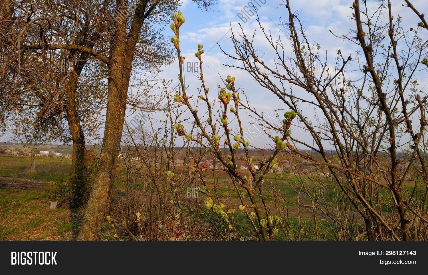 Spring. Buds On Tree. Image & Photo (Free Trial) | Bigstock