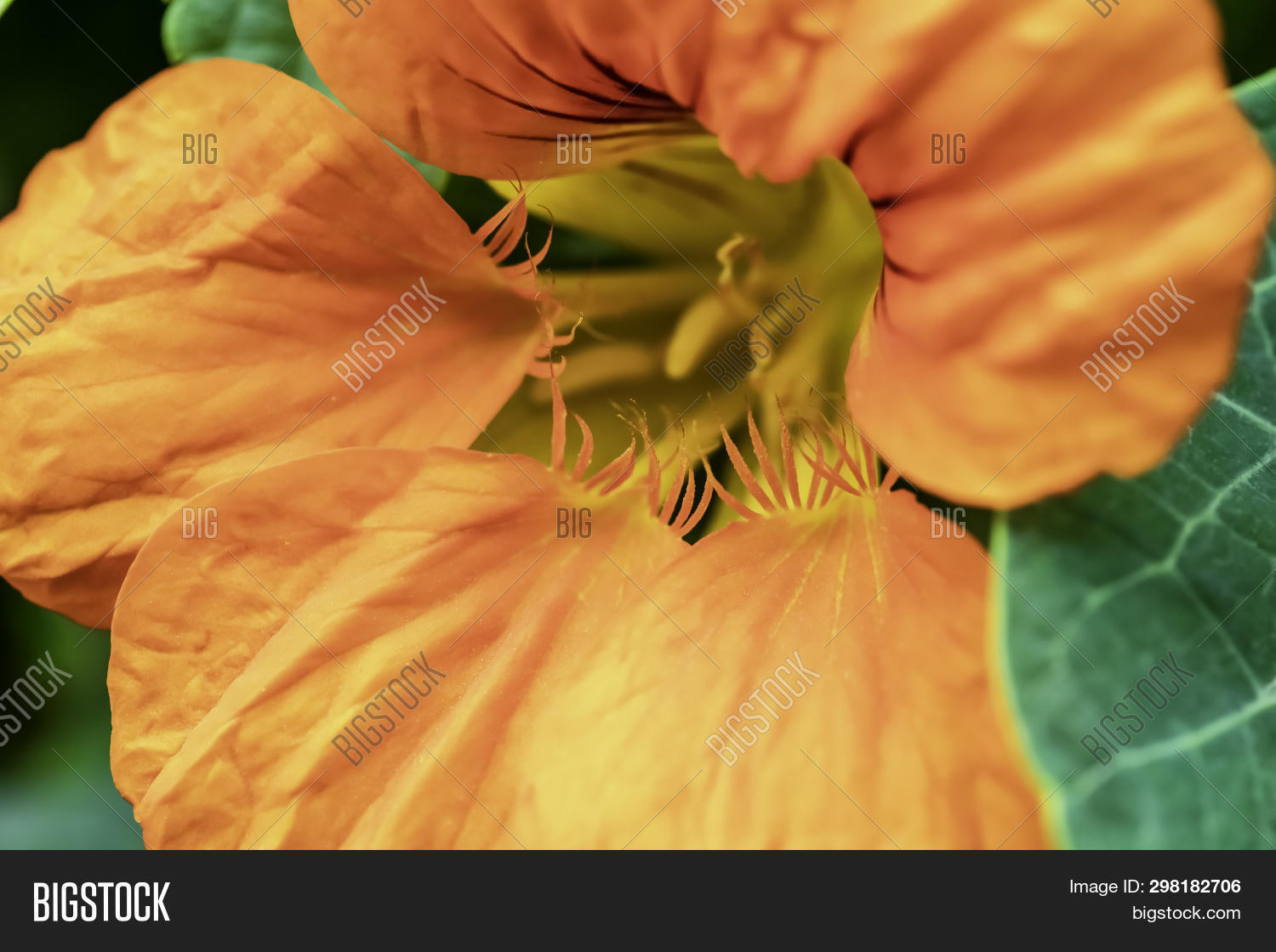 Plant Genus Family Image & Photo (Free Trial) | Bigstock