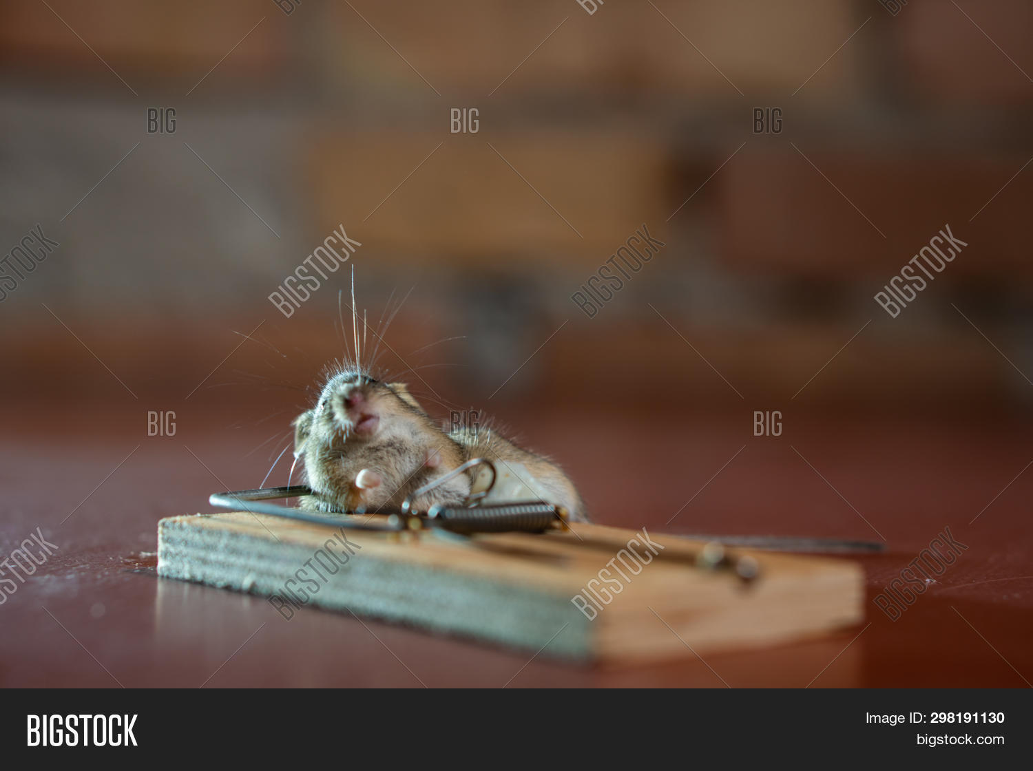 Dead Mouse Killed Image & Photo (Free Trial) | Bigstock