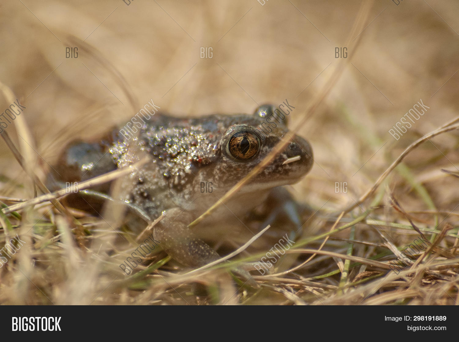 Small Garlic Toad Sits Image & Photo (Free Trial) | Bigstock