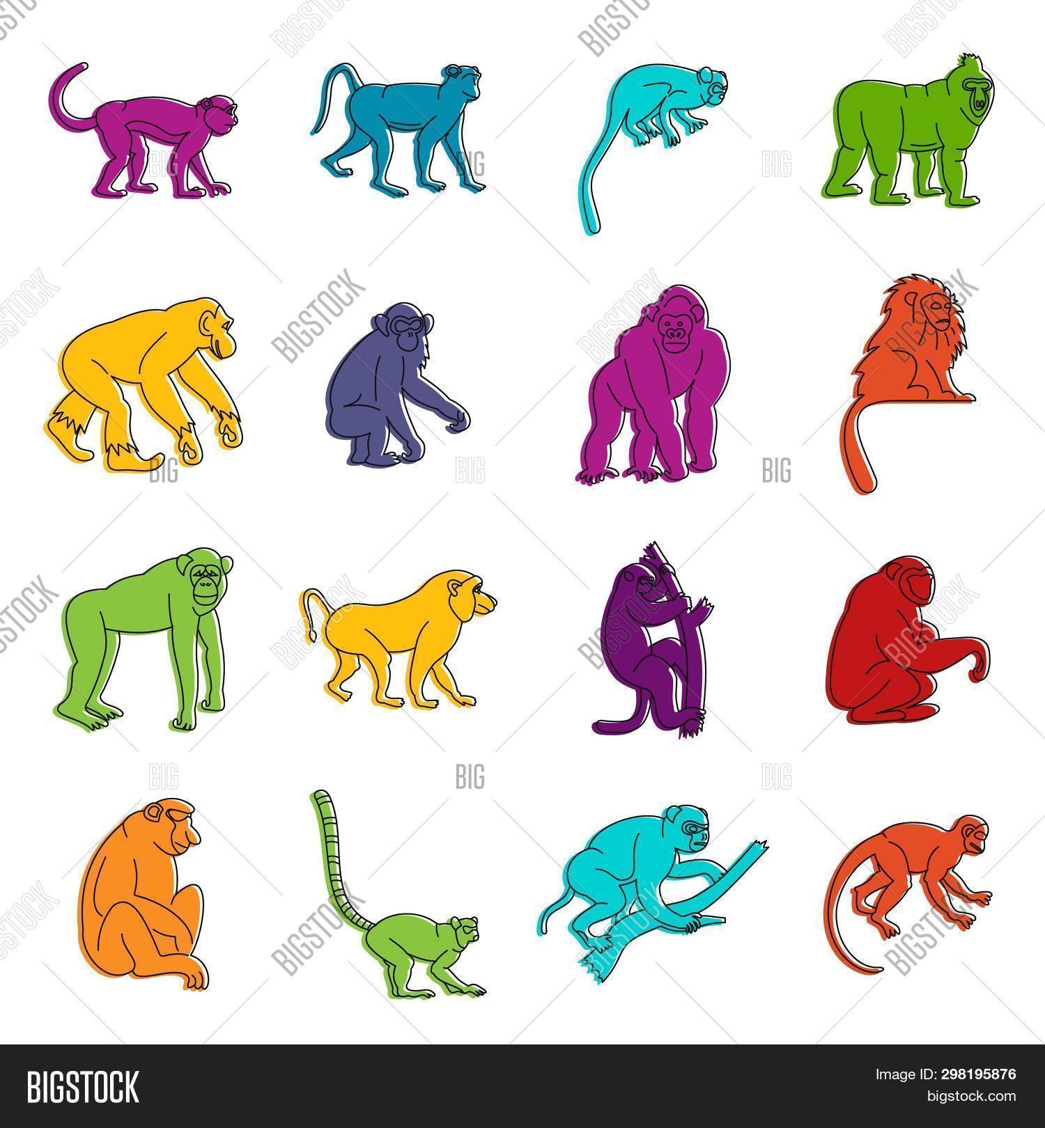 Monkey Types Icons Set Image & Photo (Free Trial) | Bigstock