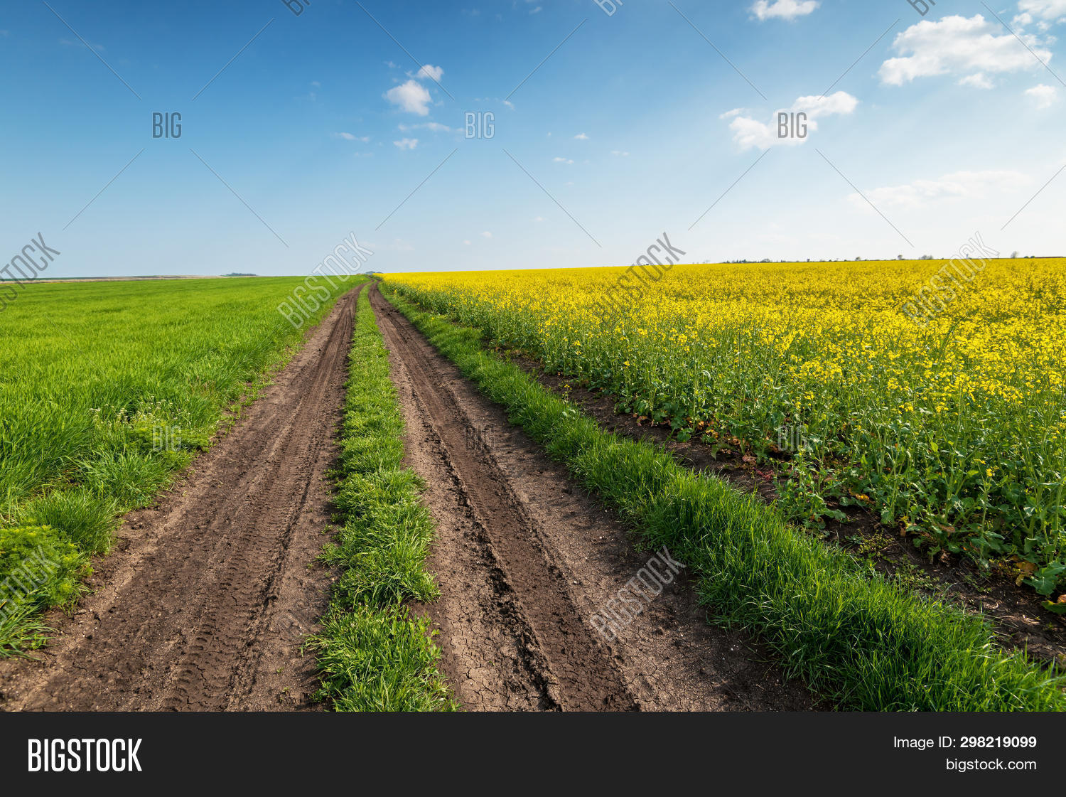 Amazing Yellow Field Image & Photo (Free Trial) | Bigstock