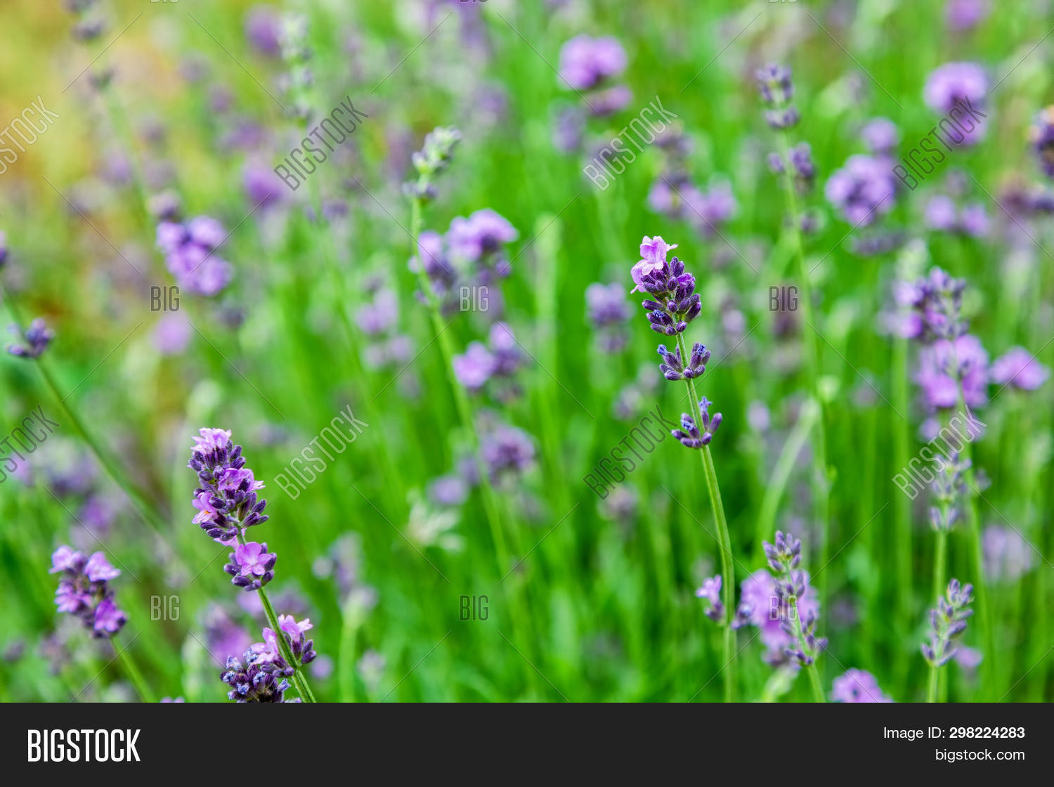 Lavender Flowers Soft Image & Photo (Free Trial) | Bigstock