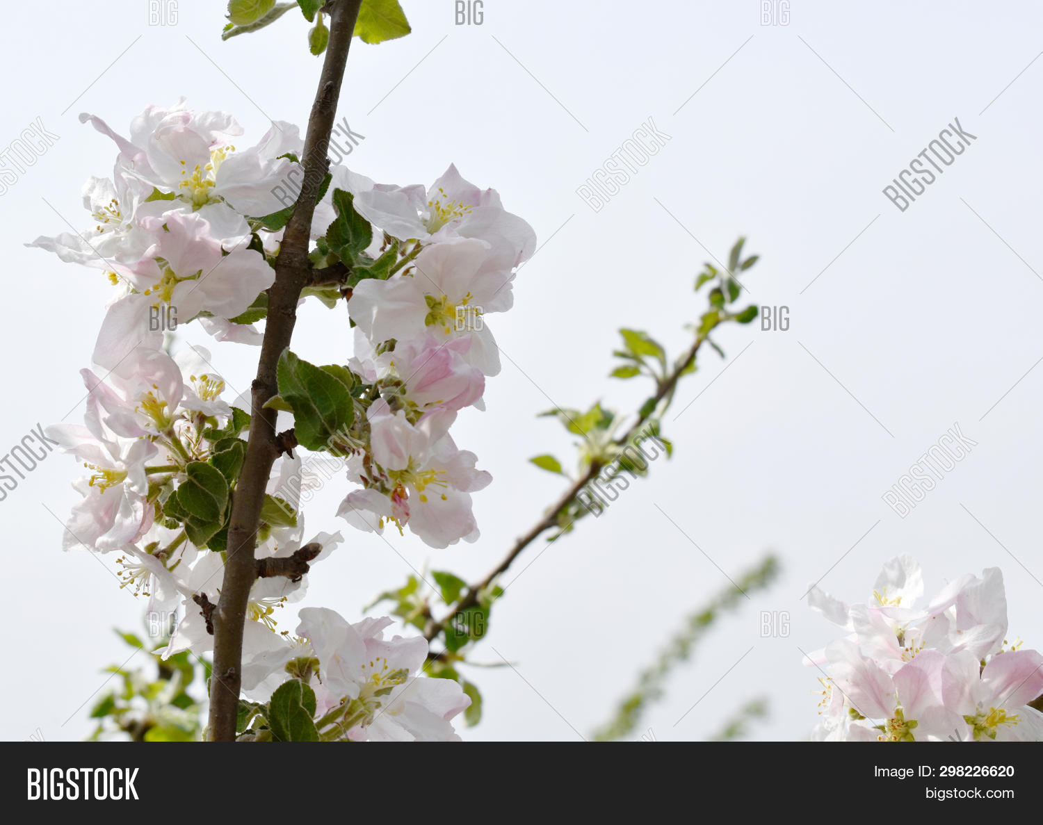Stock Photo Spring Image & Photo (Free Trial) | Bigstock