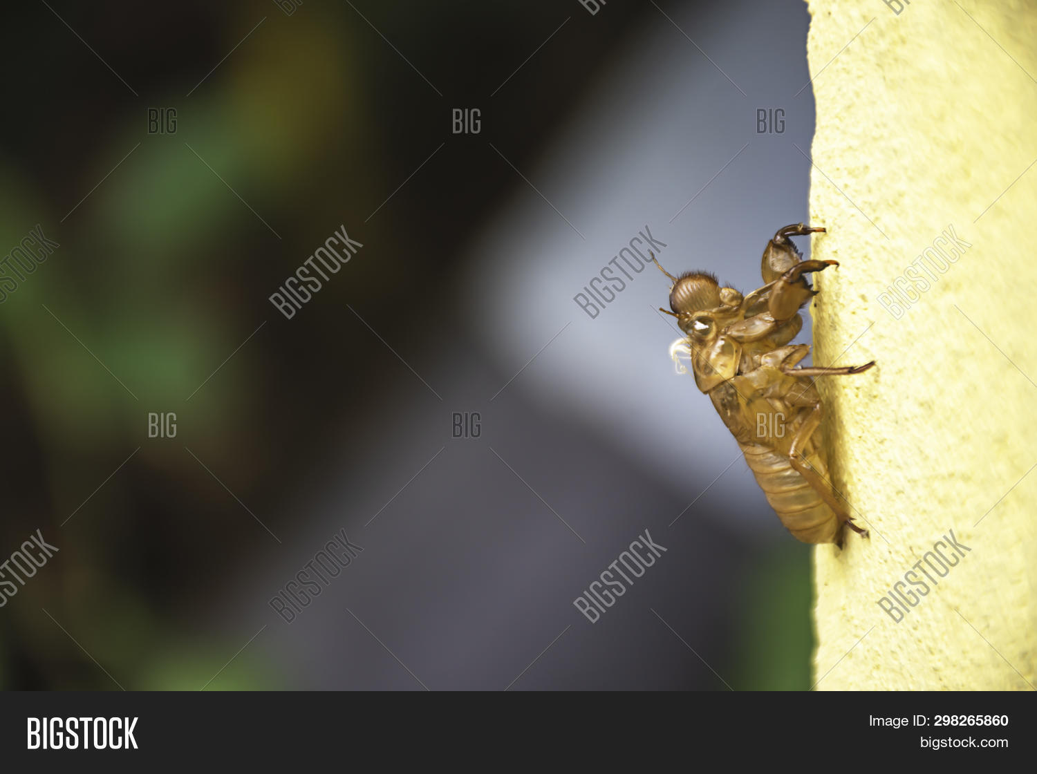 Shell Cicada Shed Image & Photo (Free Trial) | Bigstock