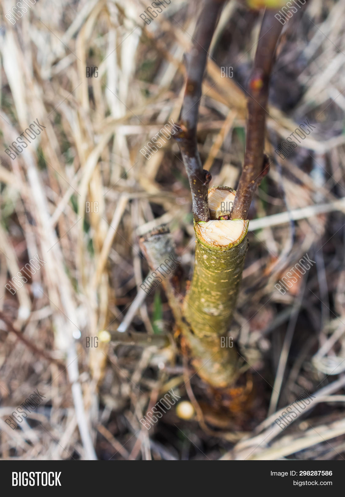 Inoculation Spring Image & Photo (Free Trial) | Bigstock