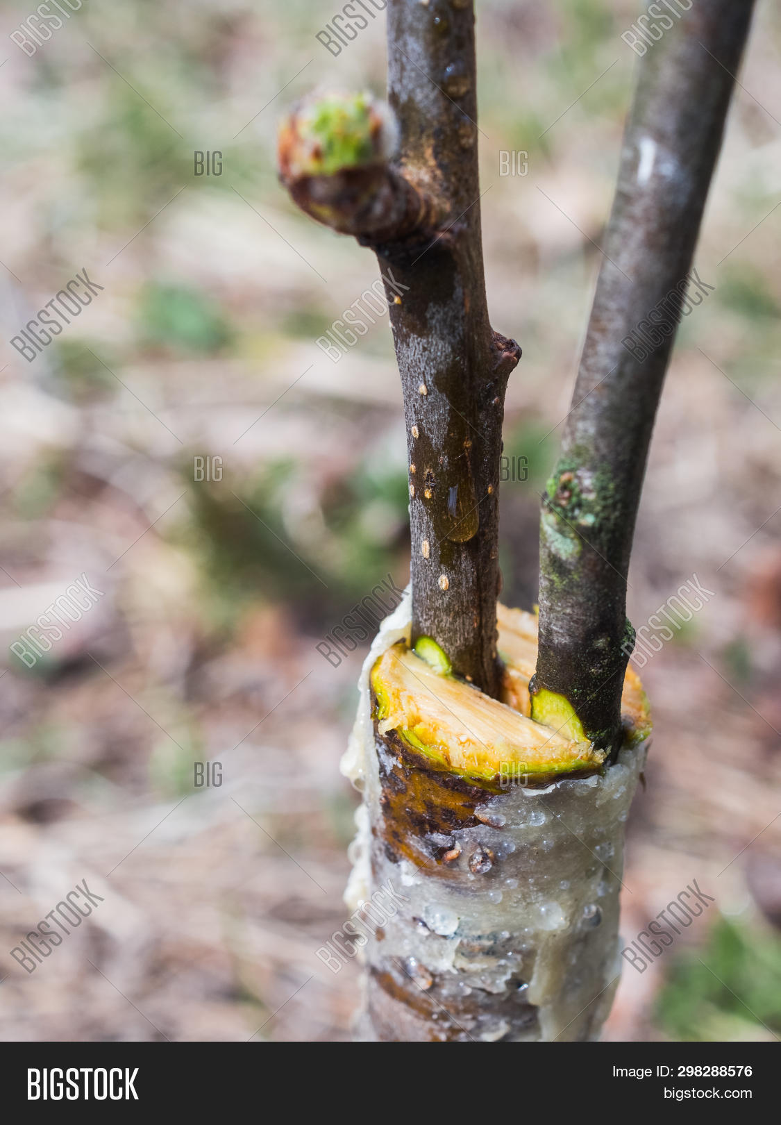 Inoculation Spring Image & Photo (Free Trial) | Bigstock