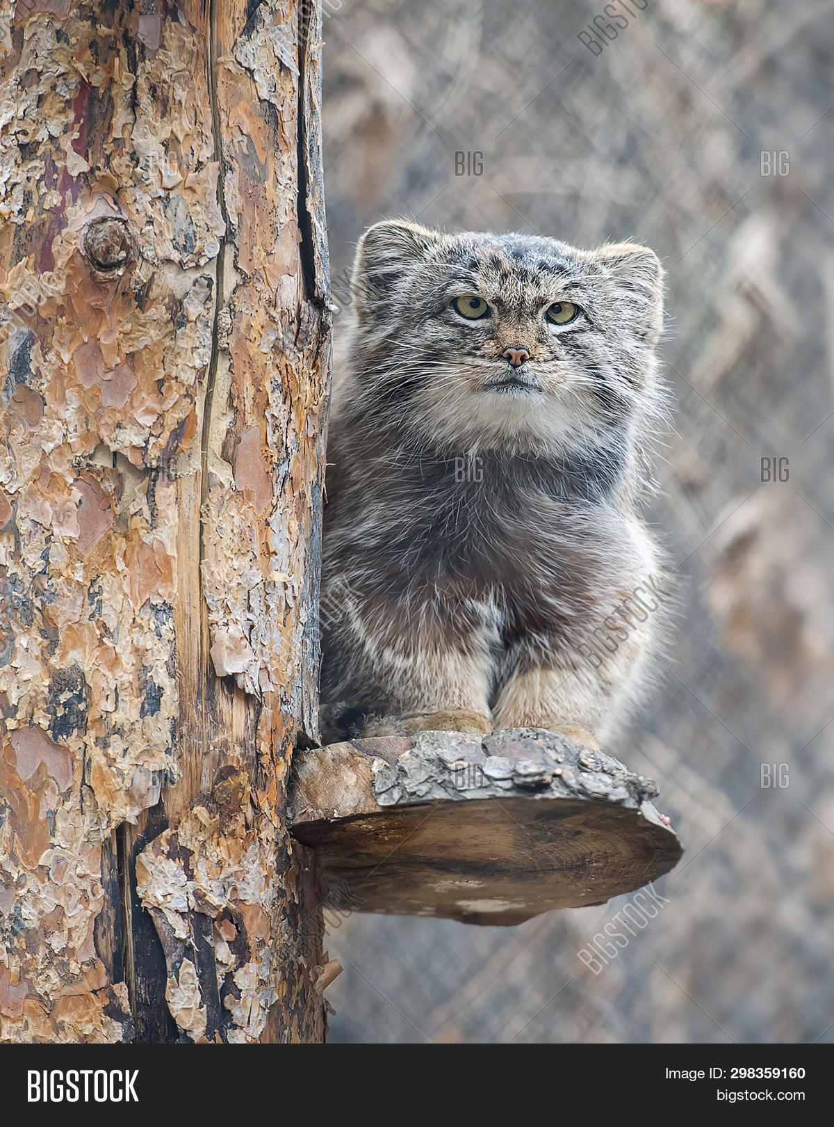 Pallas Cat (otocolobus Image & Photo (Free Trial) | Bigstock