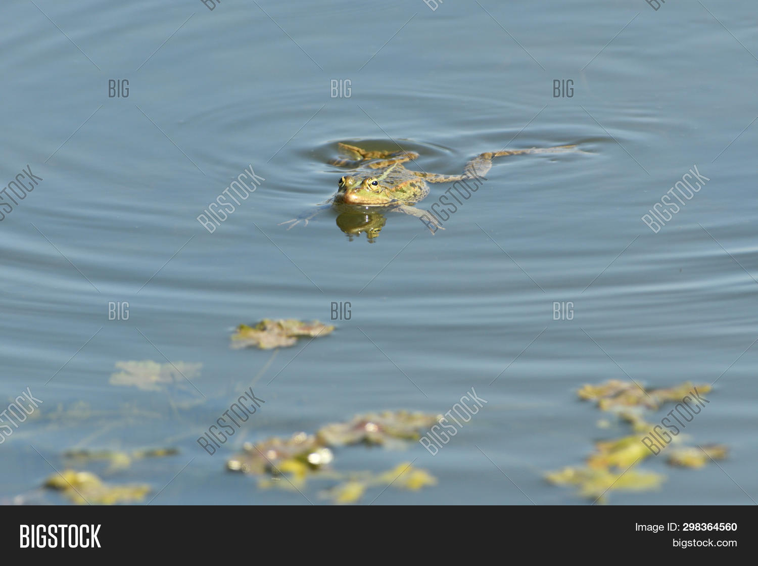 Frog Makes Sounds On Image & Photo (Free Trial) | Bigstock