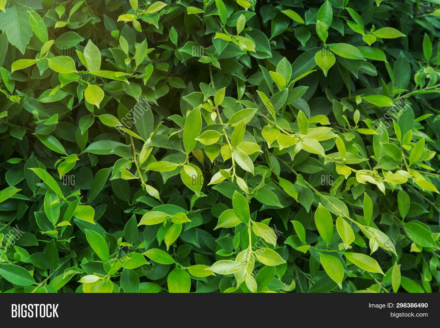 Green Leaves Soft Image & Photo (Free Trial) | Bigstock