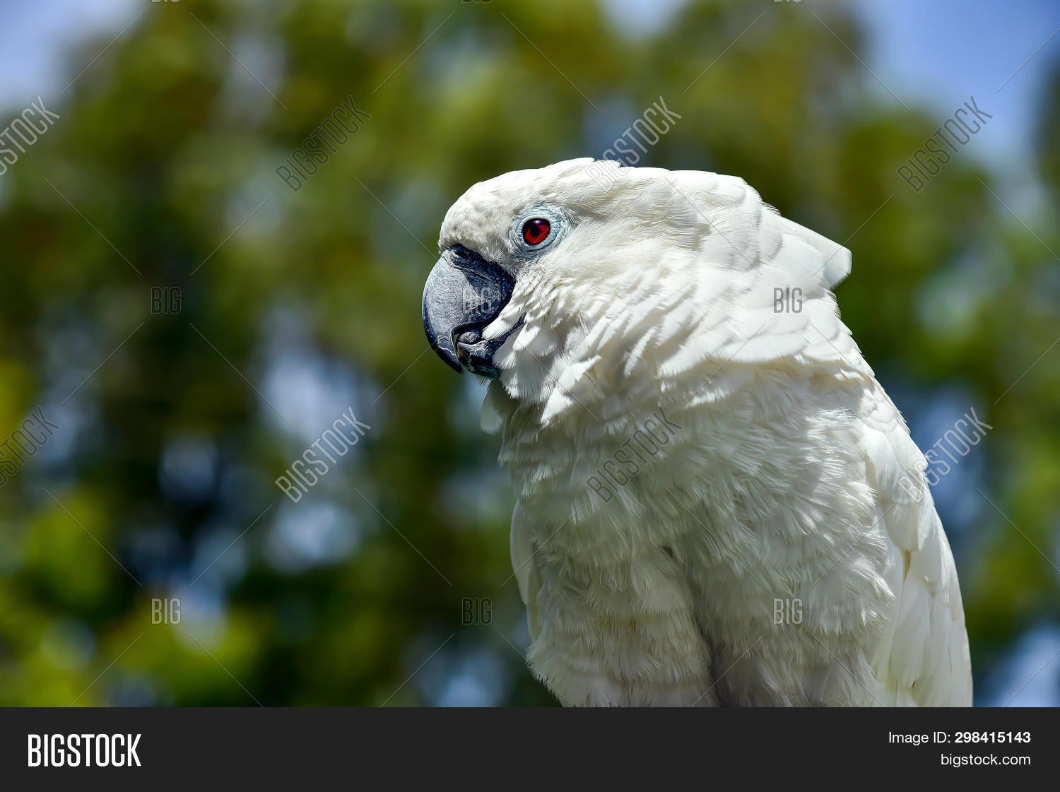 White Parrot Zoo, Image & Photo (Free Trial) | Bigstock