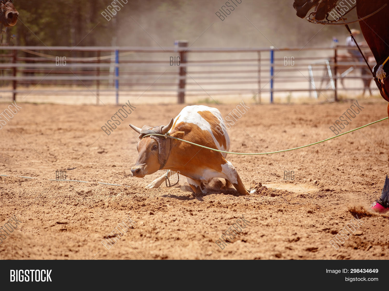 Animal Being Lassoed Image & Photo (Free Trial) | Bigstock