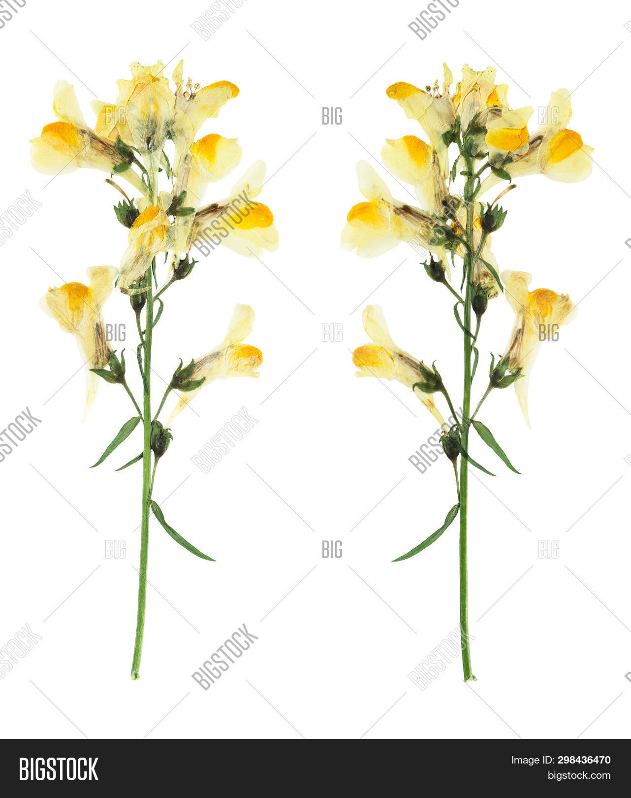 Pressed Dried Delicate Image & Photo (Free Trial) | Bigstock