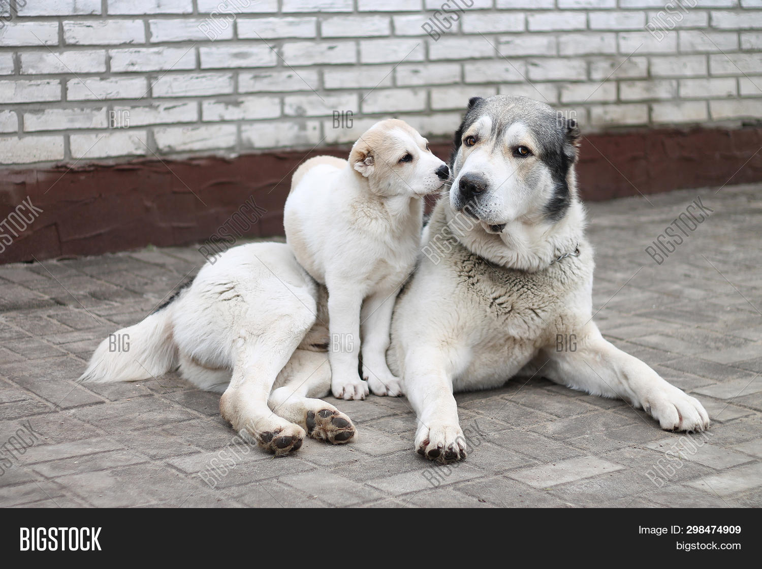 White Dog Cao. Cao Image & Photo (Free Trial) | Bigstock