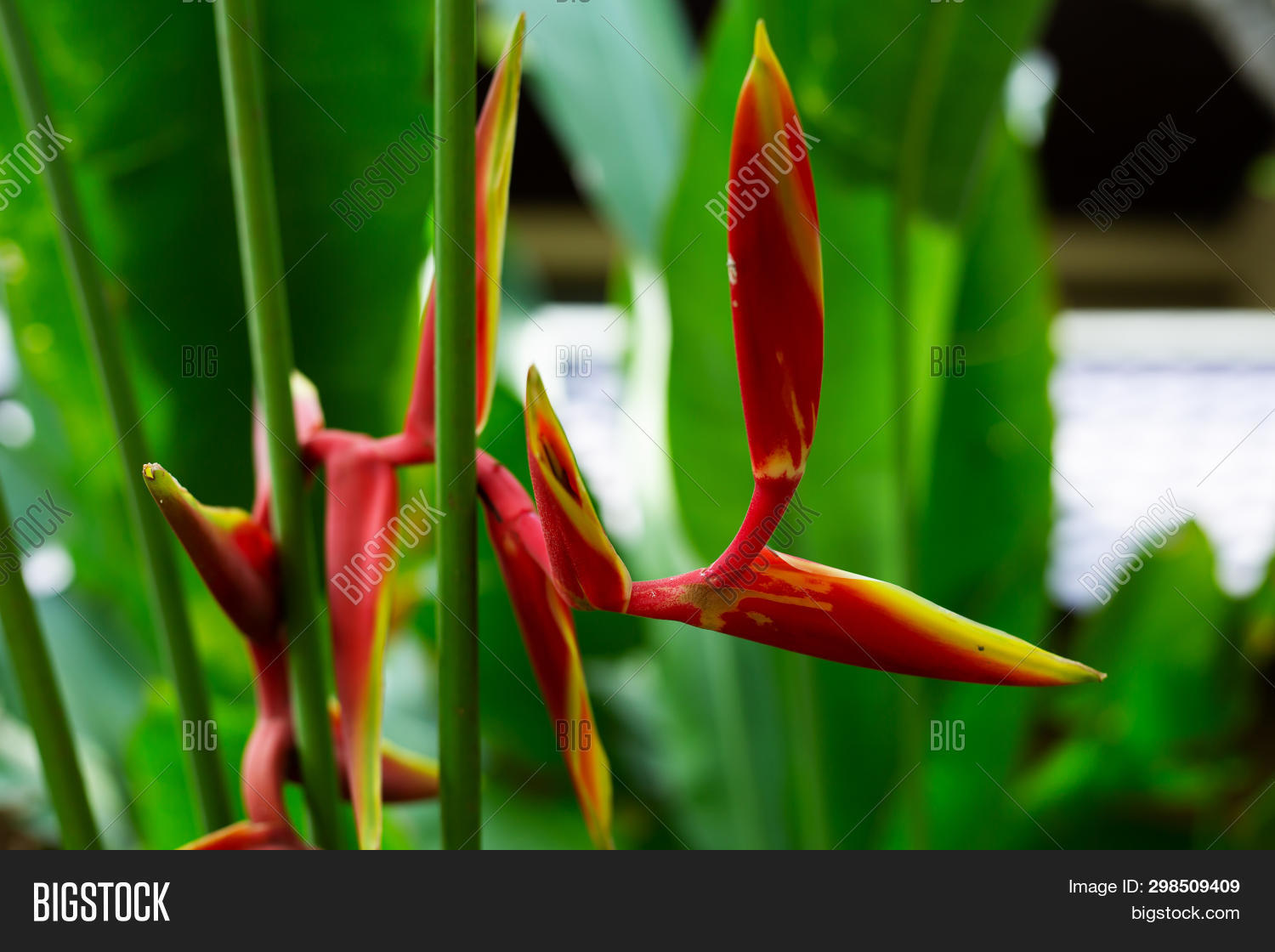 Red Flower Heliconia Image & Photo (Free Trial) | Bigstock