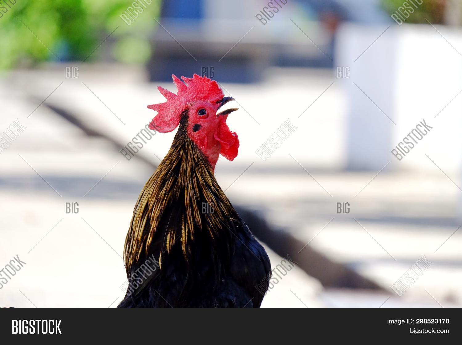 Rooster Crowing Image & Photo (Free Trial) | Bigstock