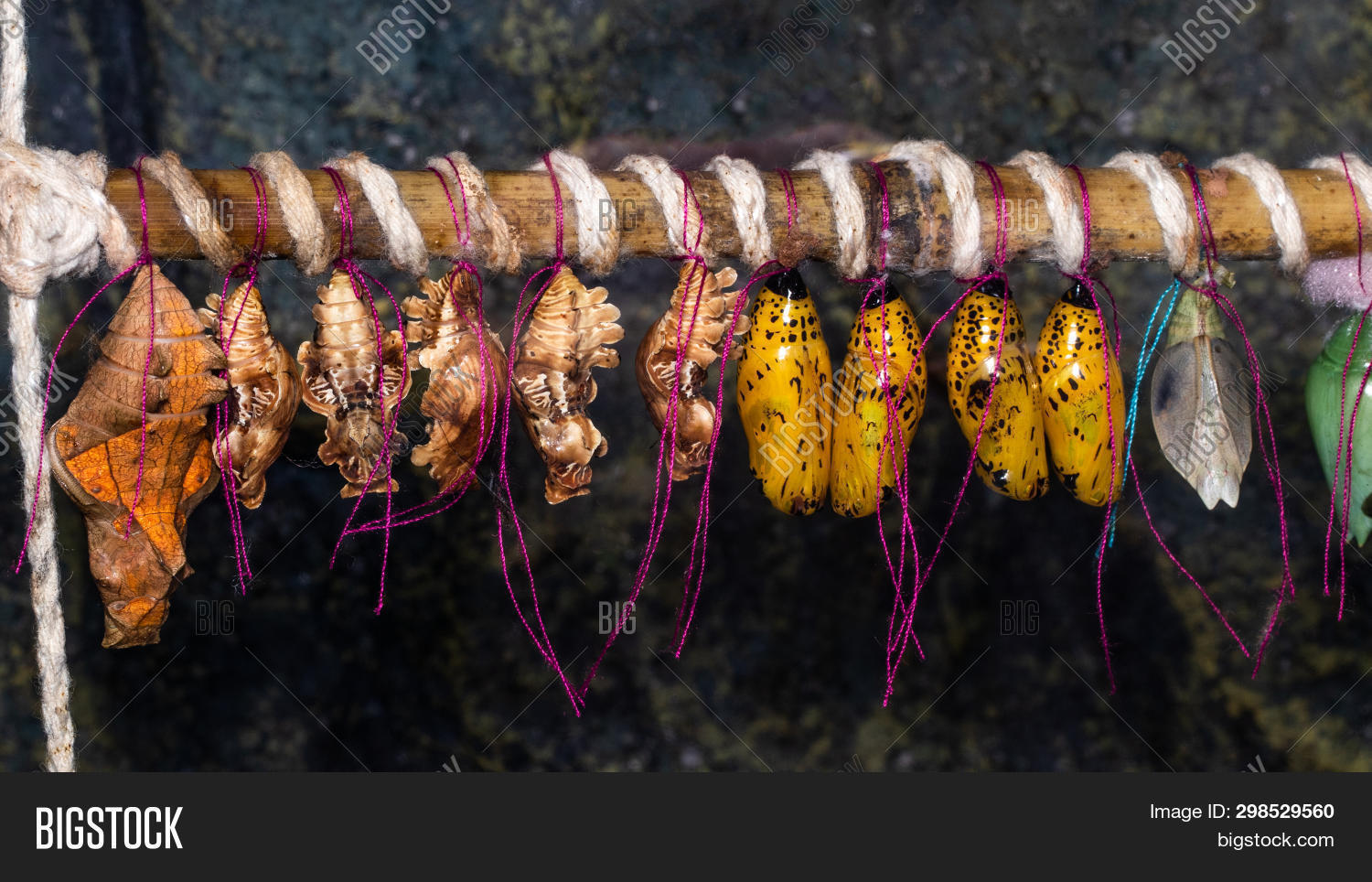 Pupae Different Image & Photo (Free Trial) | Bigstock