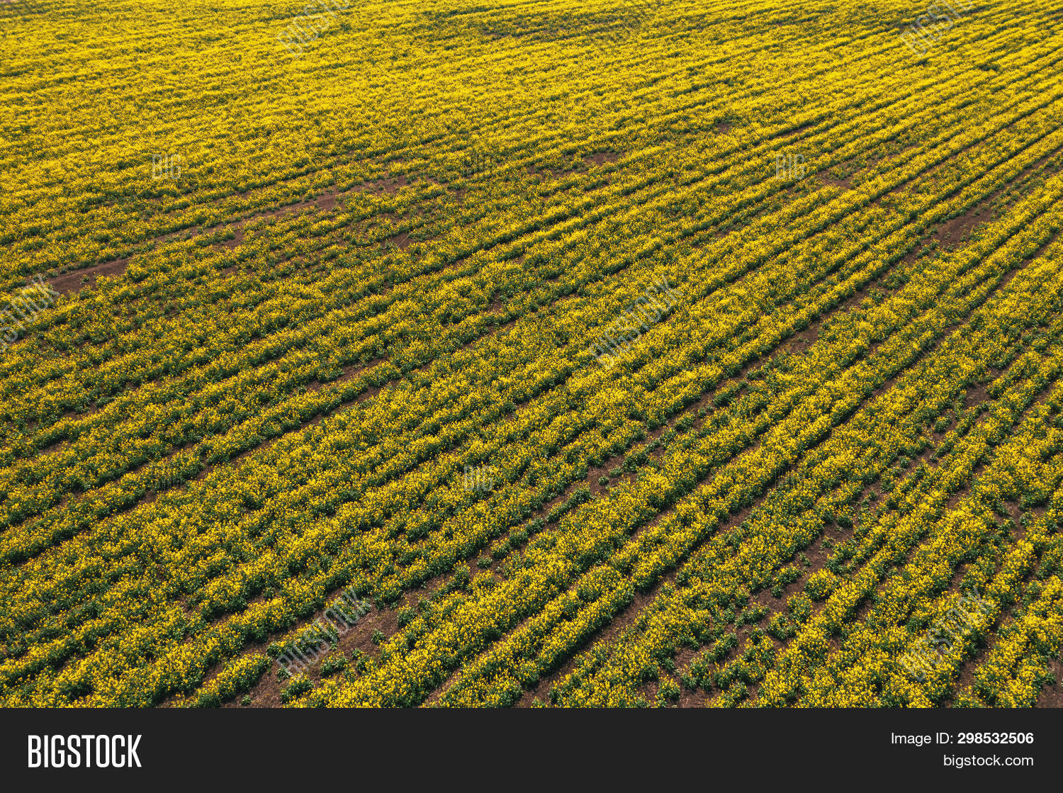 Aerial View Canola Image & Photo (Free Trial) | Bigstock