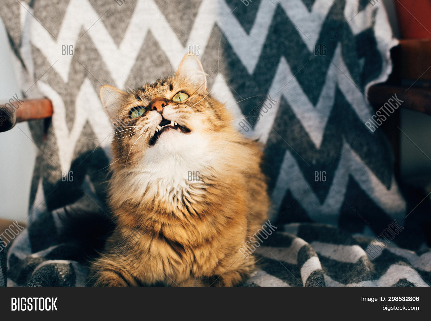 Cute Tabby Cat Sitting Image & Photo (Free Trial) | Bigstock