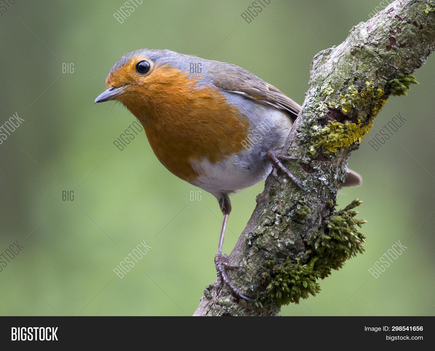 Eurasian Robin Image & Photo (Free Trial) | Bigstock