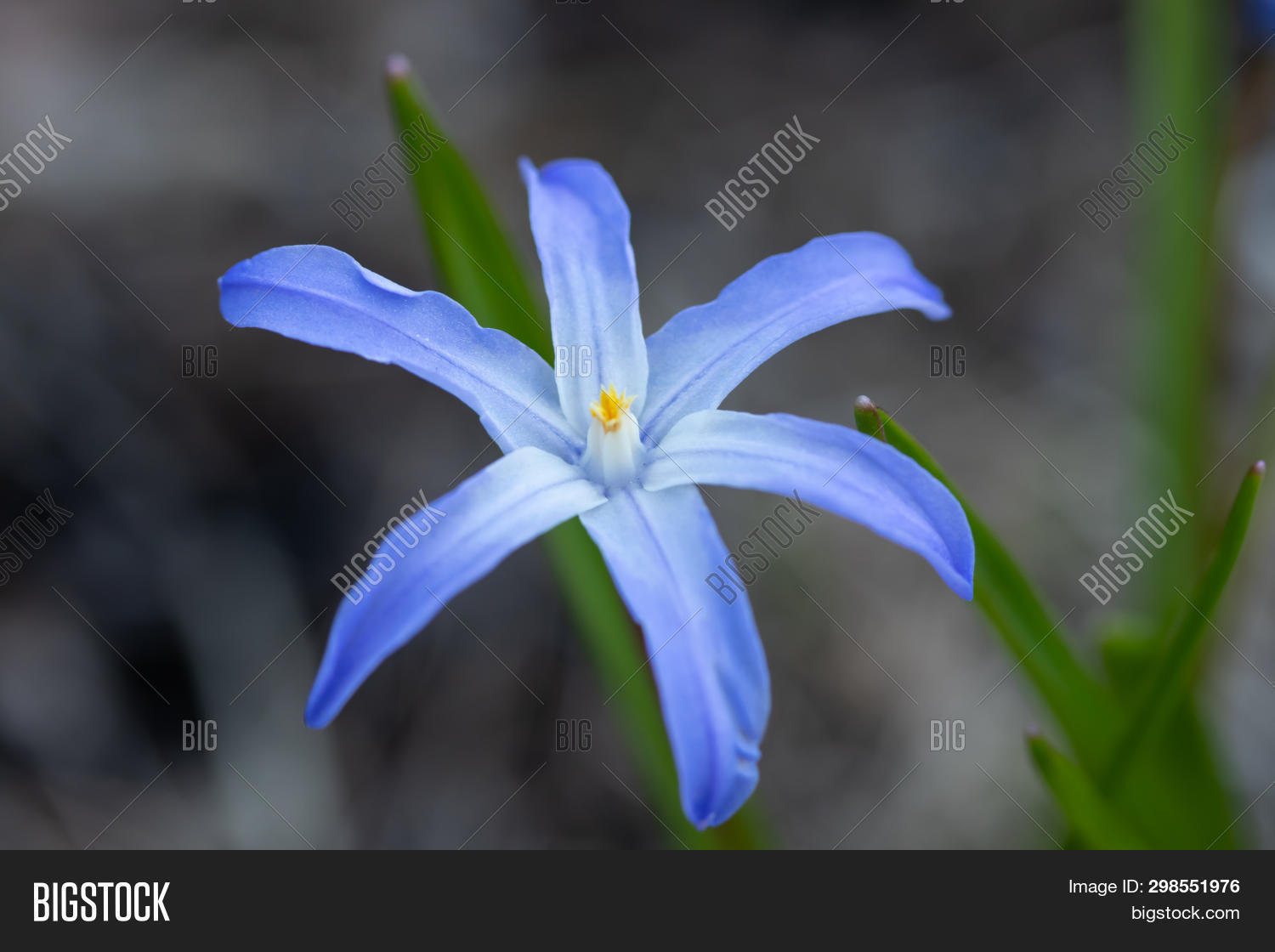 Blue Flower Scilla Image & Photo (Free Trial) | Bigstock