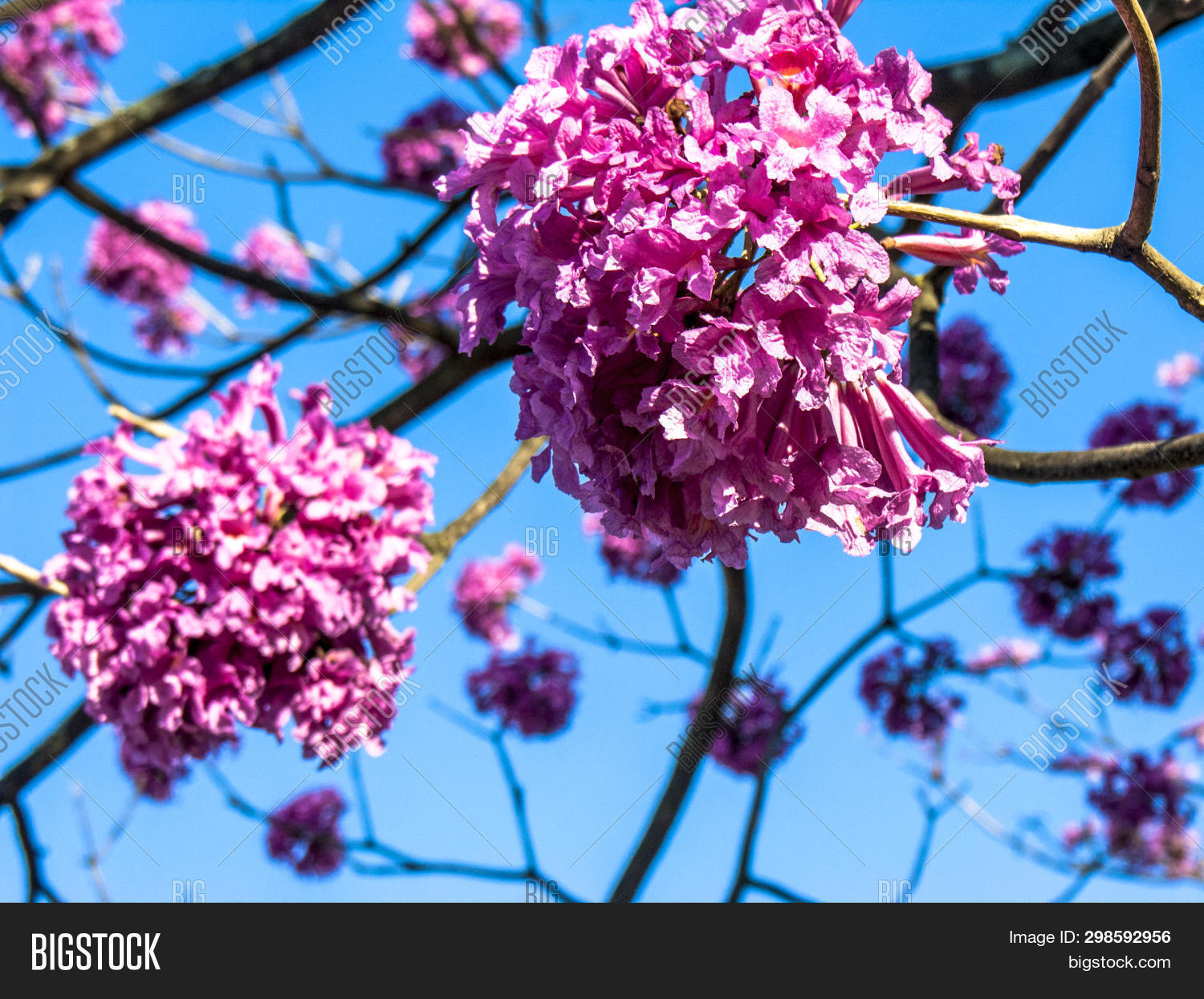 Ipe Pink Tree - Image & Photo (Free Trial) | Bigstock