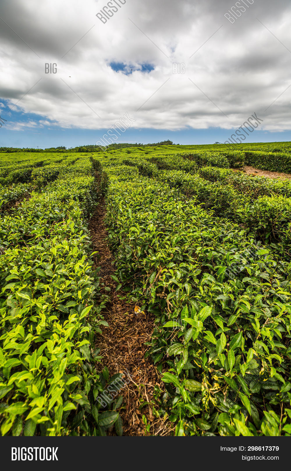 Tea Plantations On Image & Photo (Free Trial) | Bigstock