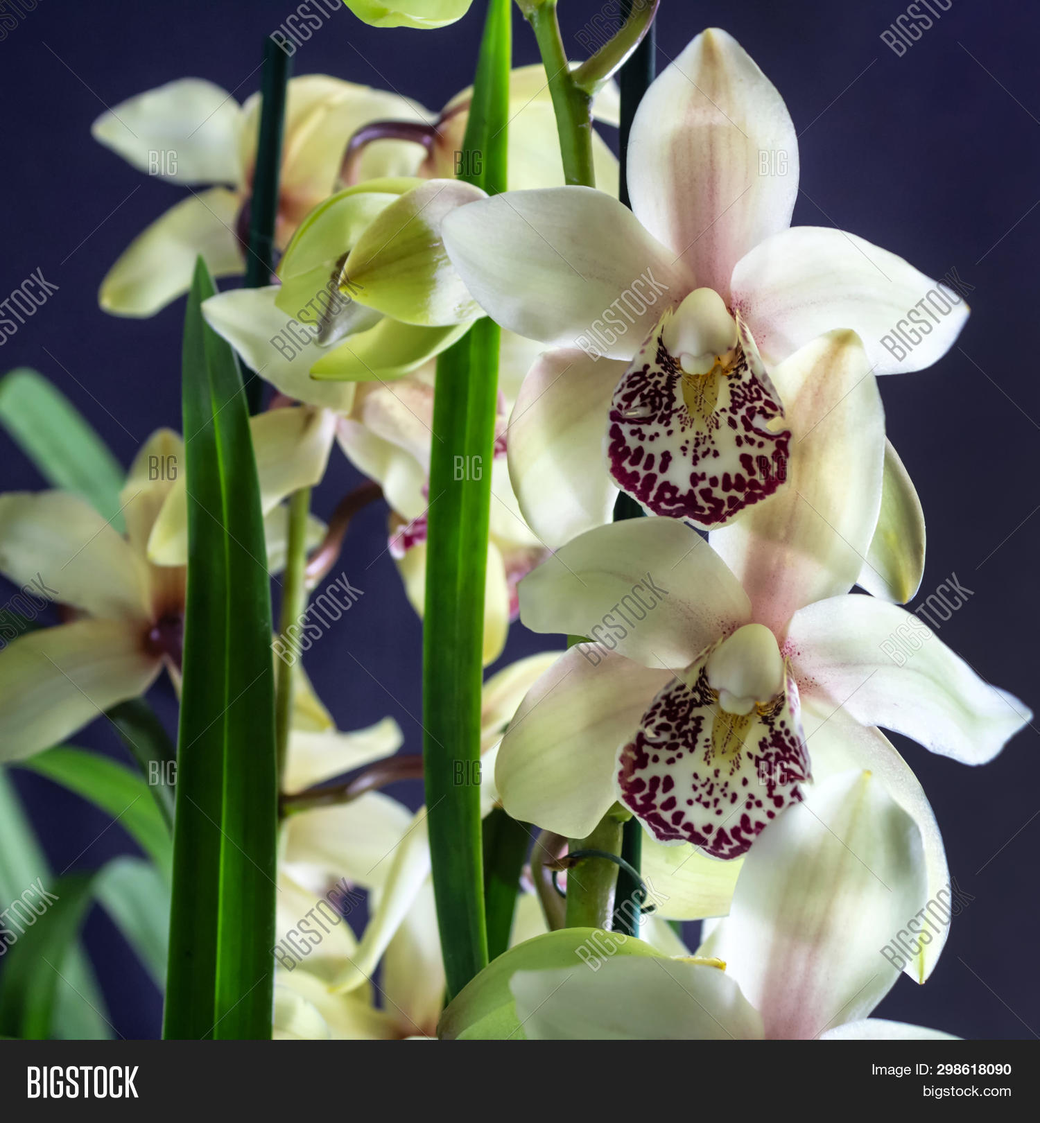 Close- Veiw Cymbidium Image & Photo (Free Trial) | Bigstock