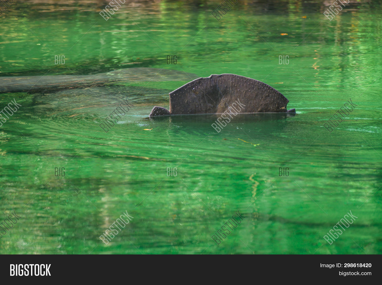 Manatee Tail Notch Cut Image & Photo (Free Trial) | Bigstock