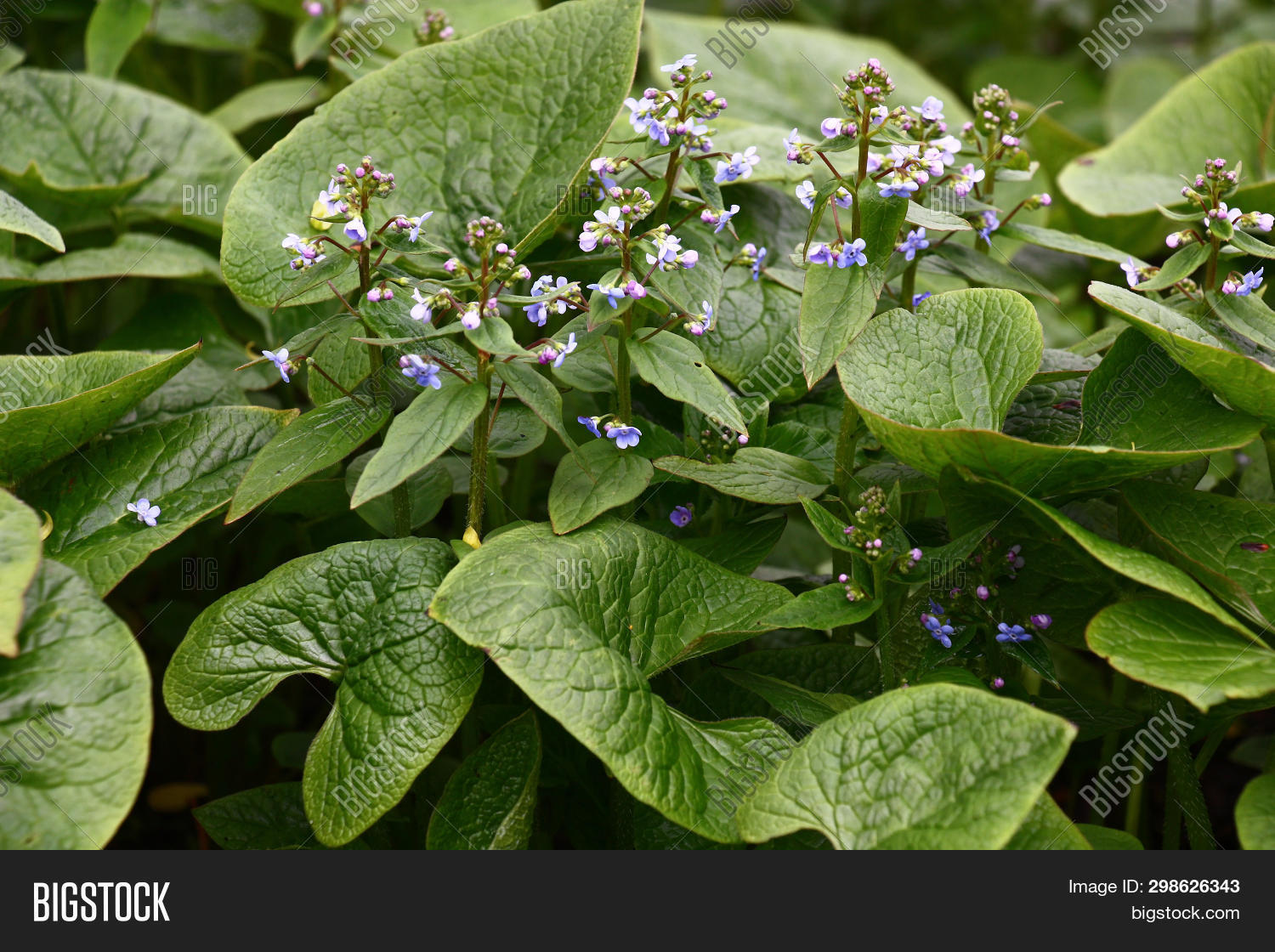 Brunnera Macrophylla. Image & Photo (Free Trial) | Bigstock