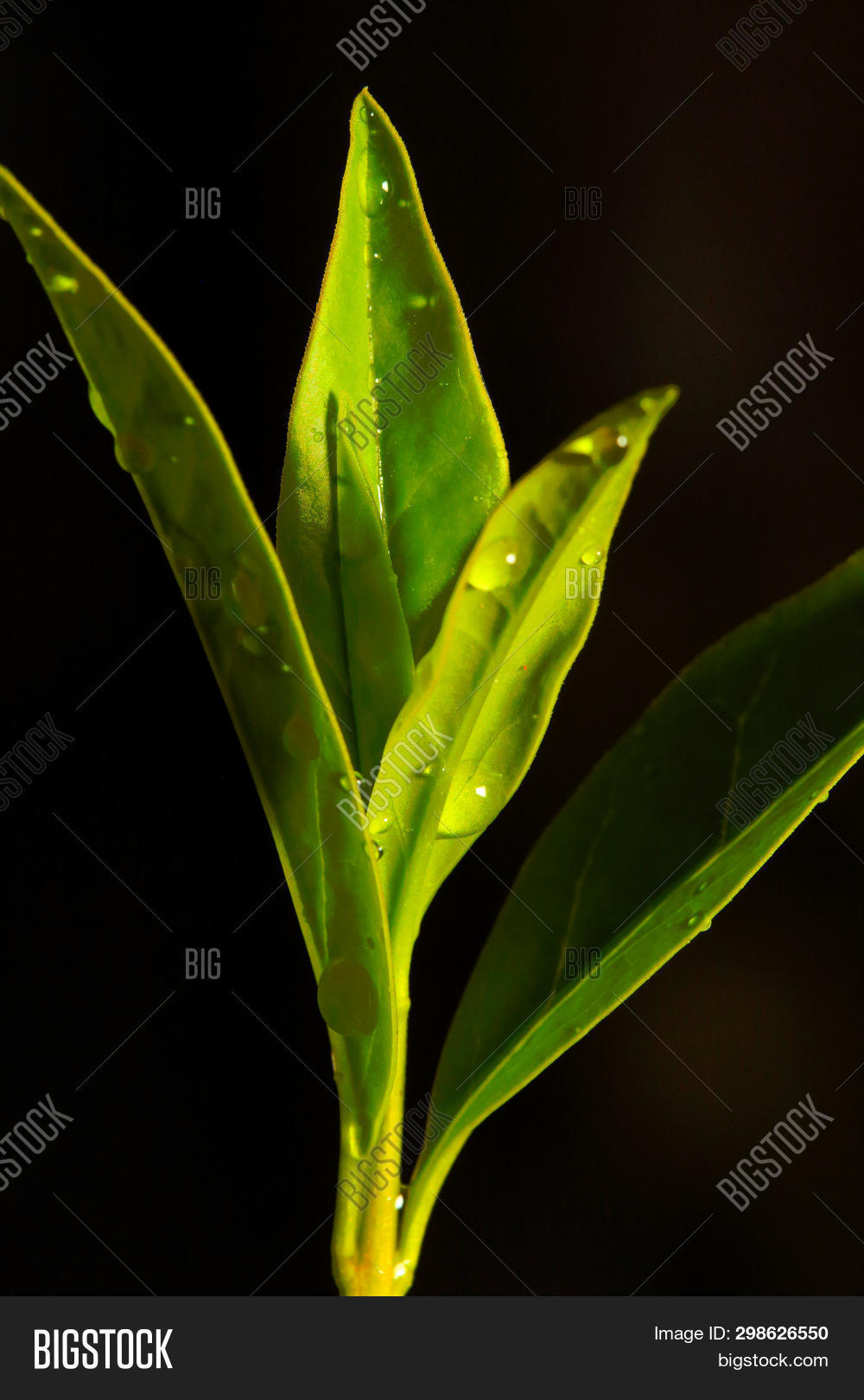 Green Tea Tree, Thea Image & Photo (Free Trial) | Bigstock