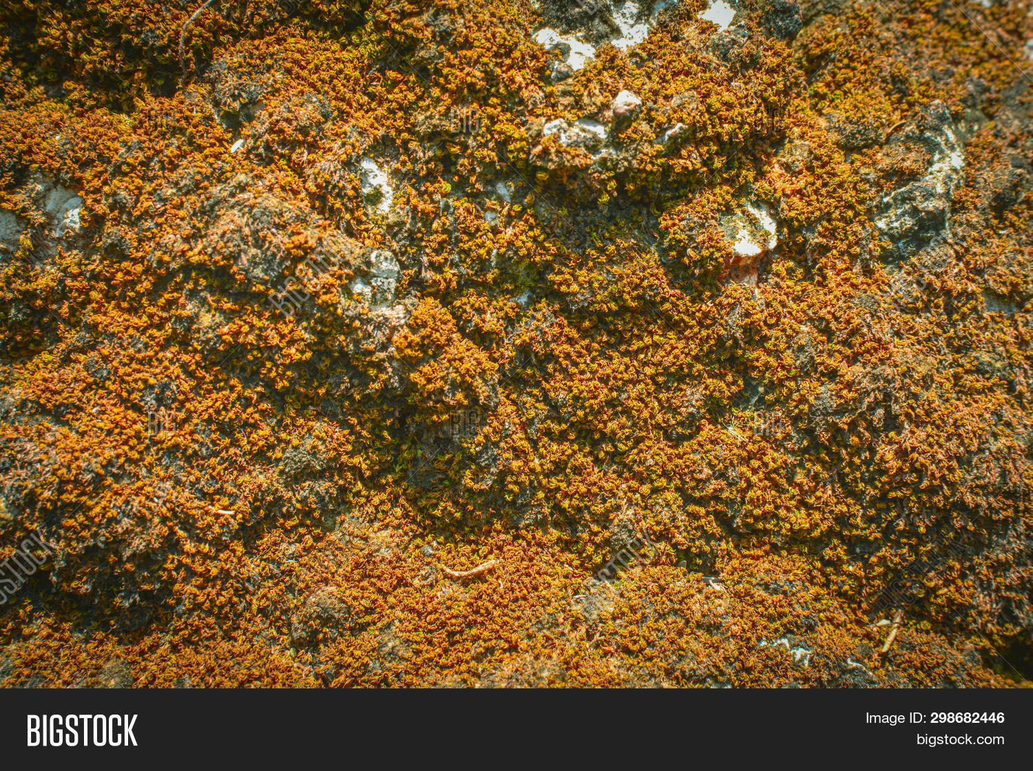 Old Brown Moss On Image & Photo (Free Trial) | Bigstock