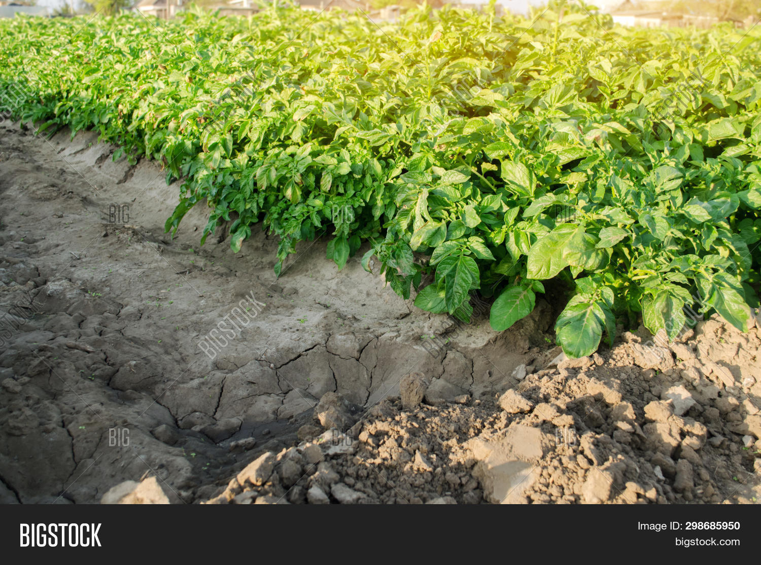 Potatoes Plantations Image & Photo (Free Trial) | Bigstock